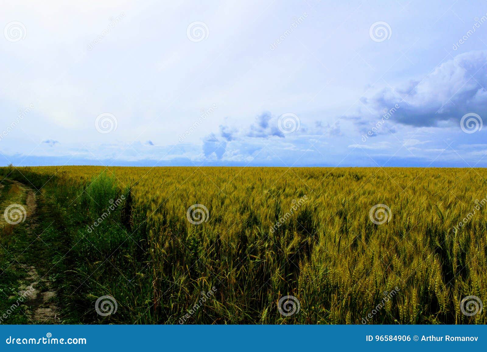 Boundless Wheat Field Against the Blue Sky. Stock Photo - Image of ...