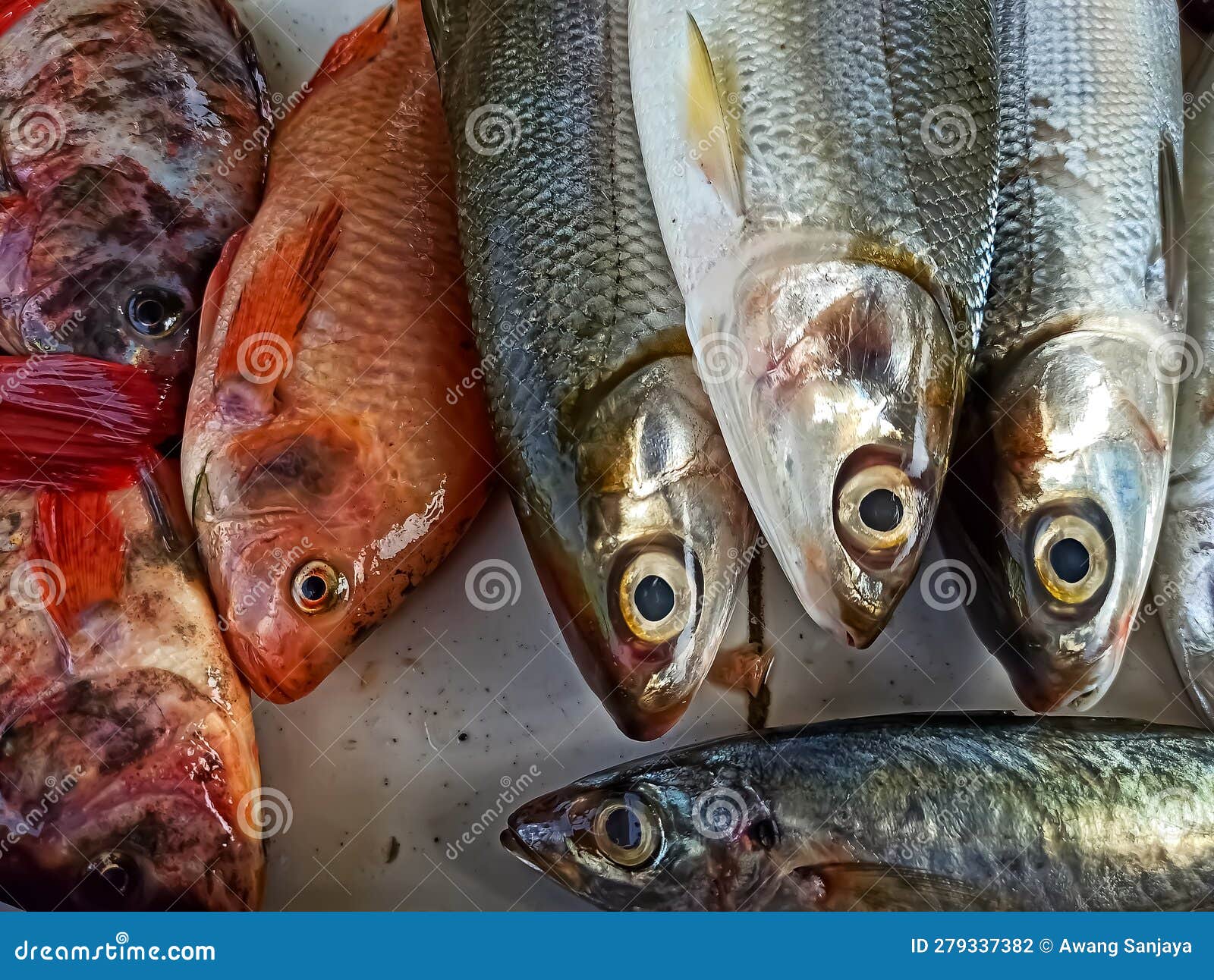 Bountiful Array of Fresh Fish. Stock Photo - Image of group, array ...
