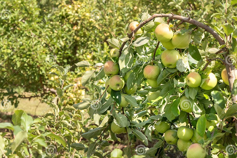 Bountiful Harvest of Apples Bends the Branches of Apple Trees Stock ...
