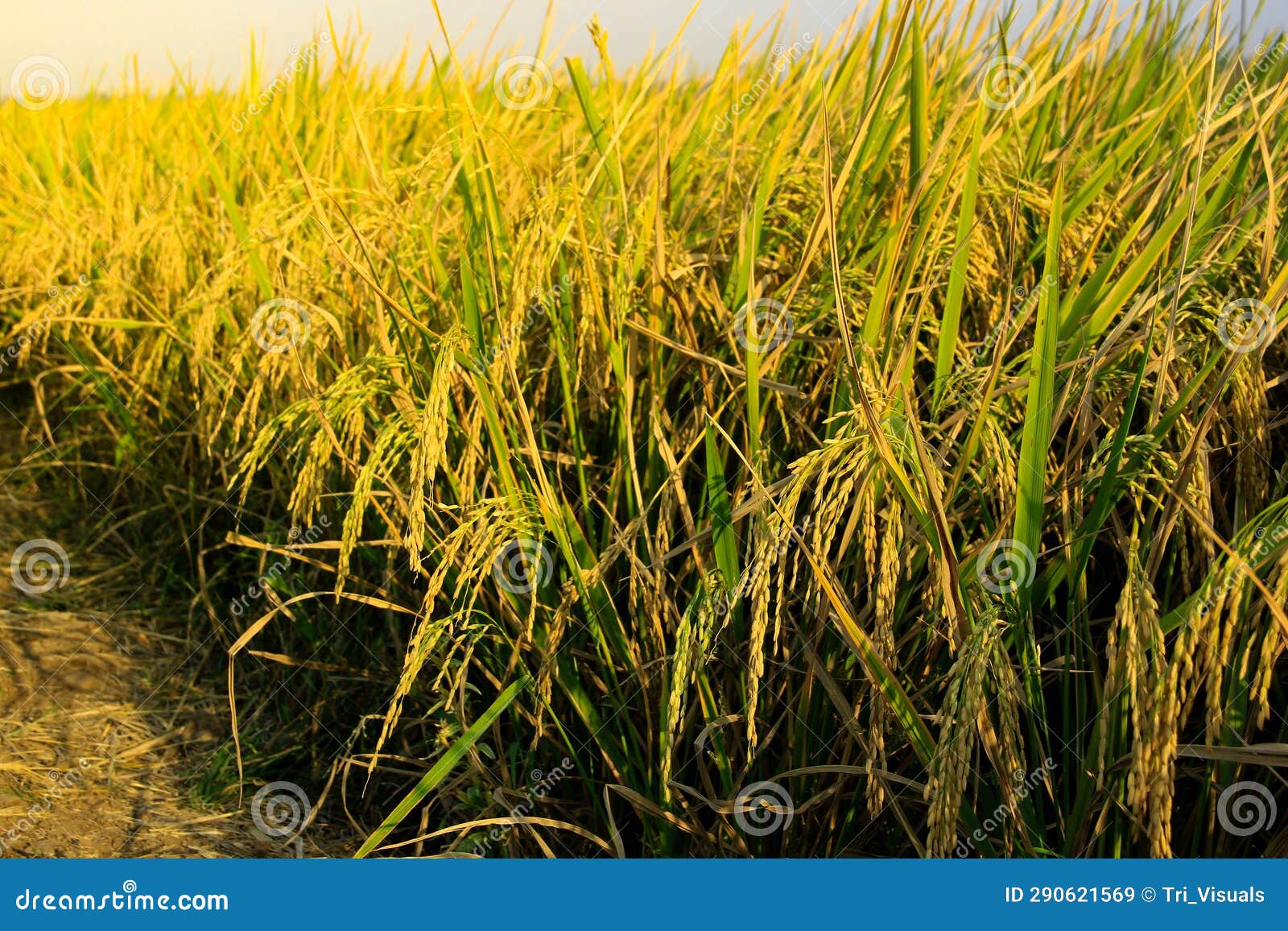 Bountiful Harvest of Golden Rice Field Panorama Stock Image - Image of ...