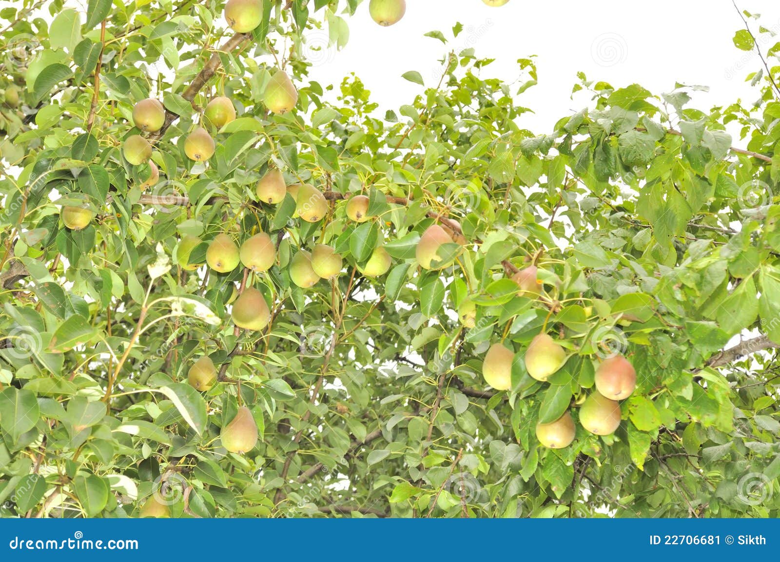 Bountiful Harvest of Pears Growing on Pear Tree Stock Image - Image of ...
