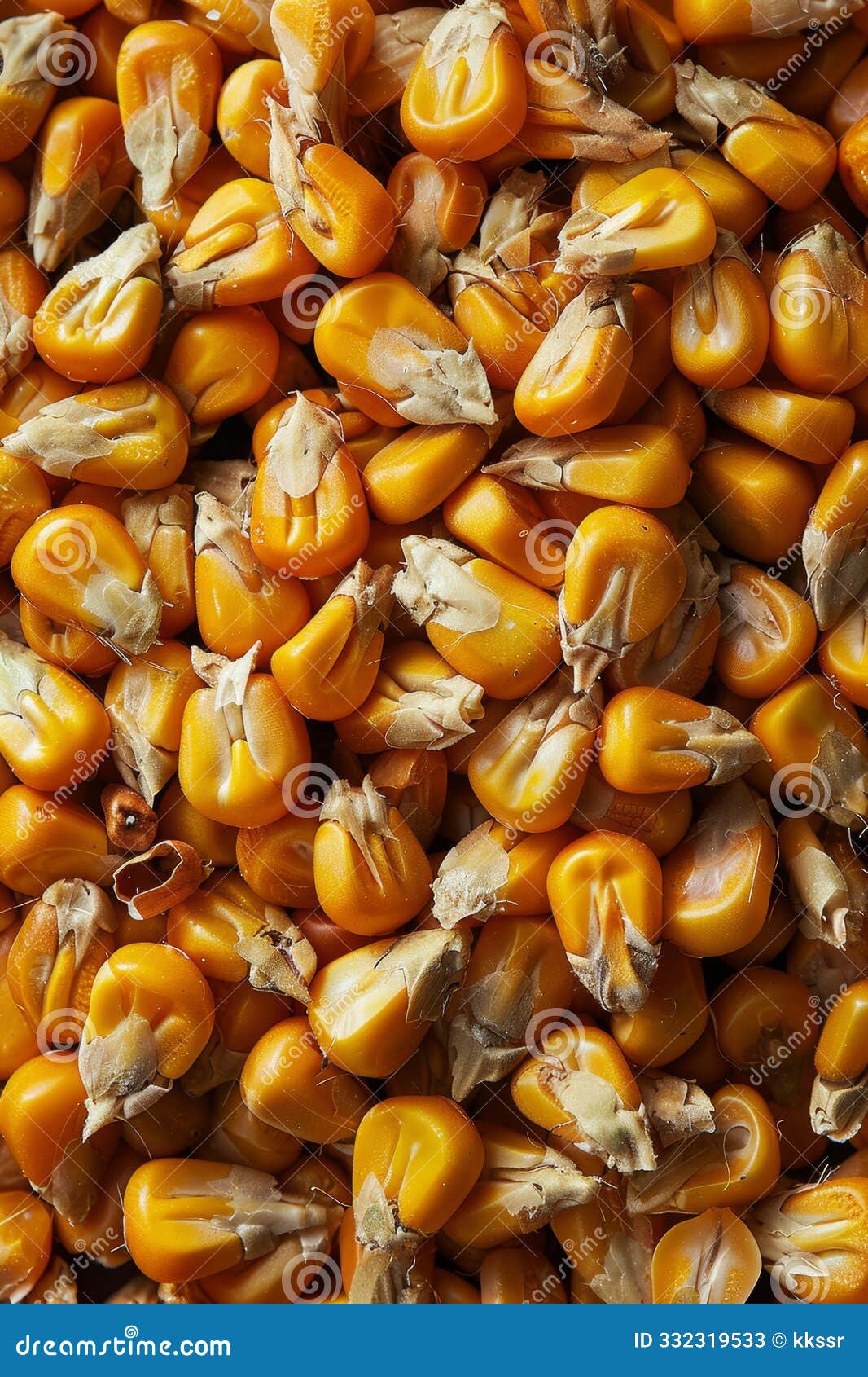 Bountiful Heap of Dry Corn Seed on White Background for Agriculture and ...