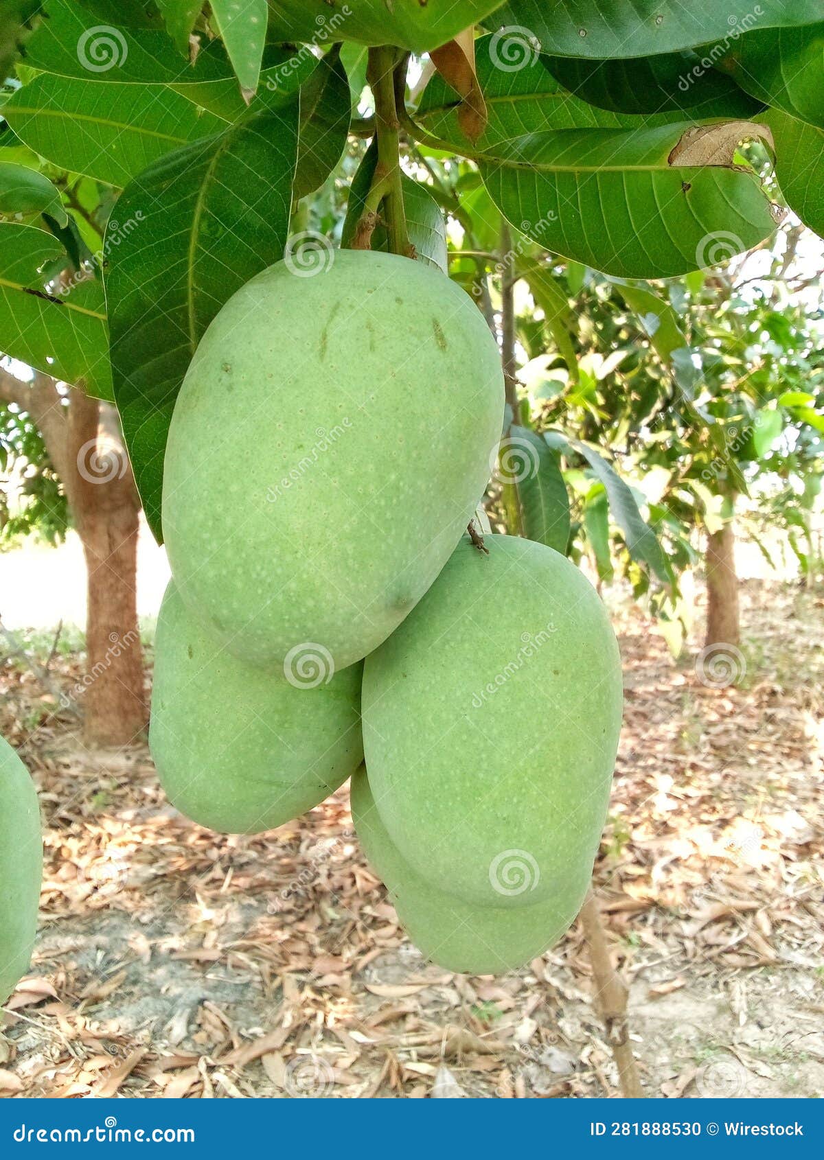 Bountiful Mango Tree Basking in the Sun Stock Photo - Image of warm ...