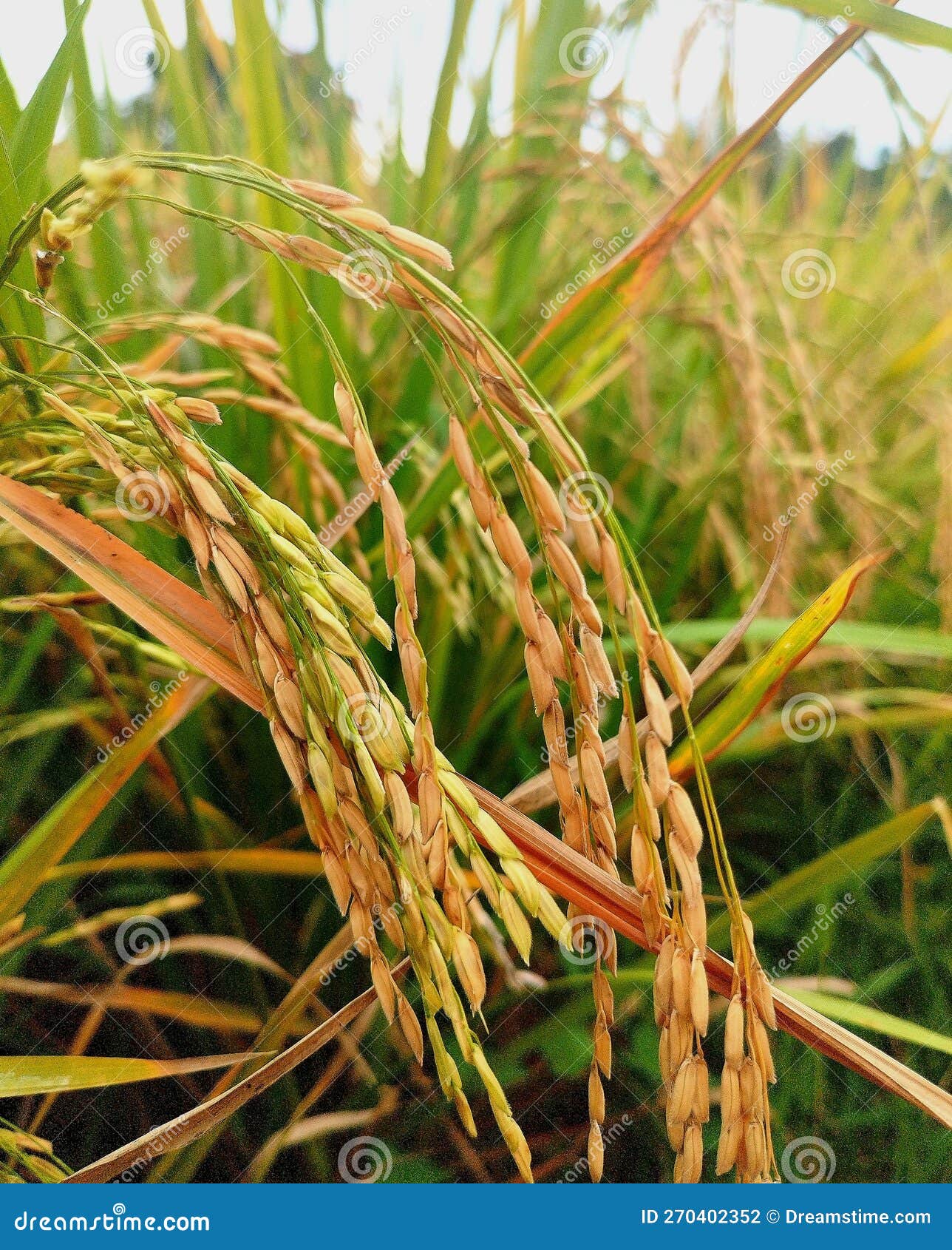Bountiful Rice Fields for Harvest Stock Photo - Image of fields, rice ...
