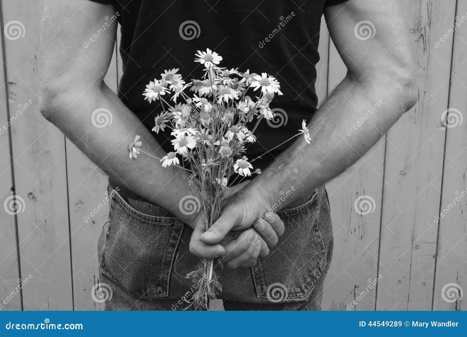 Bouque of Daisies stock image. Image of bouquet, lone - 44549289