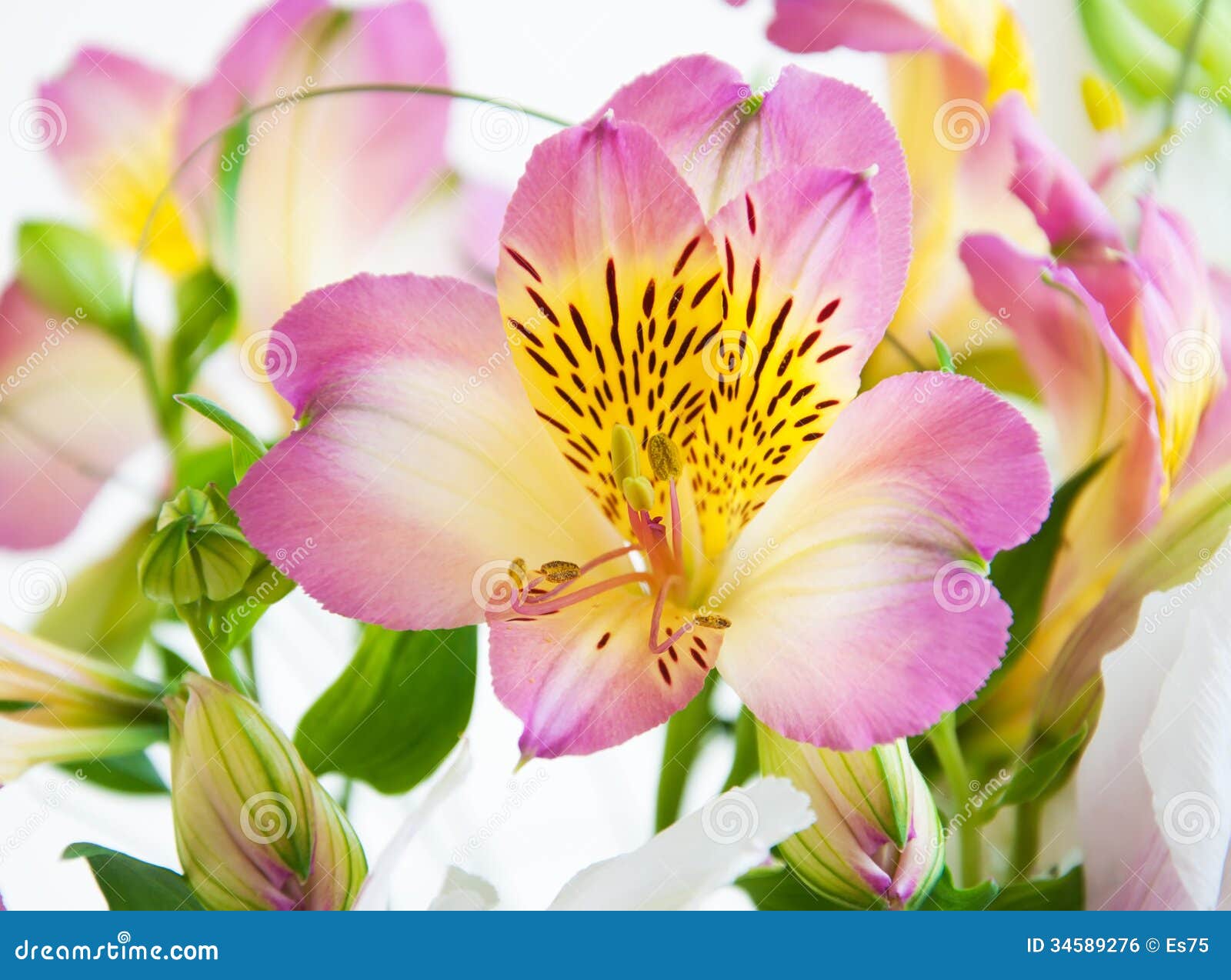 Bouquet of Alstroemeria Flowers Stock Photo - Image of decor, beauty ...
