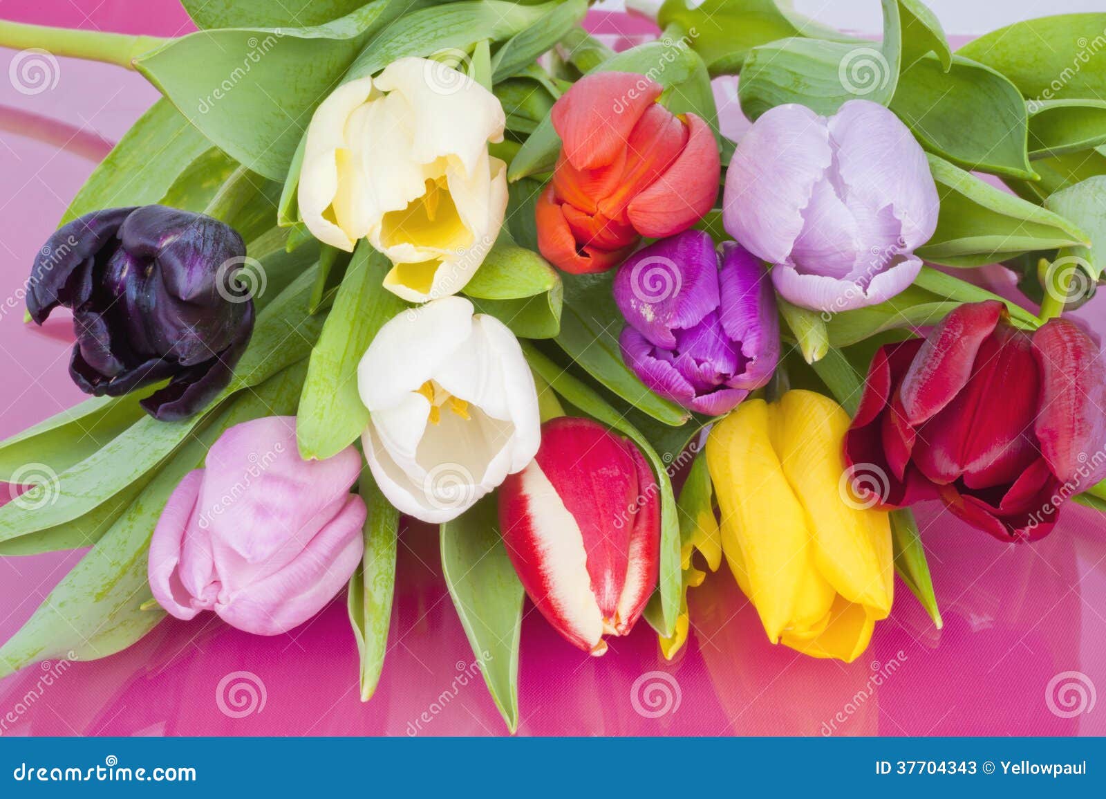 Bouquet of Assorted Dutch Tulips Stock Image - Image of florist, floral ...