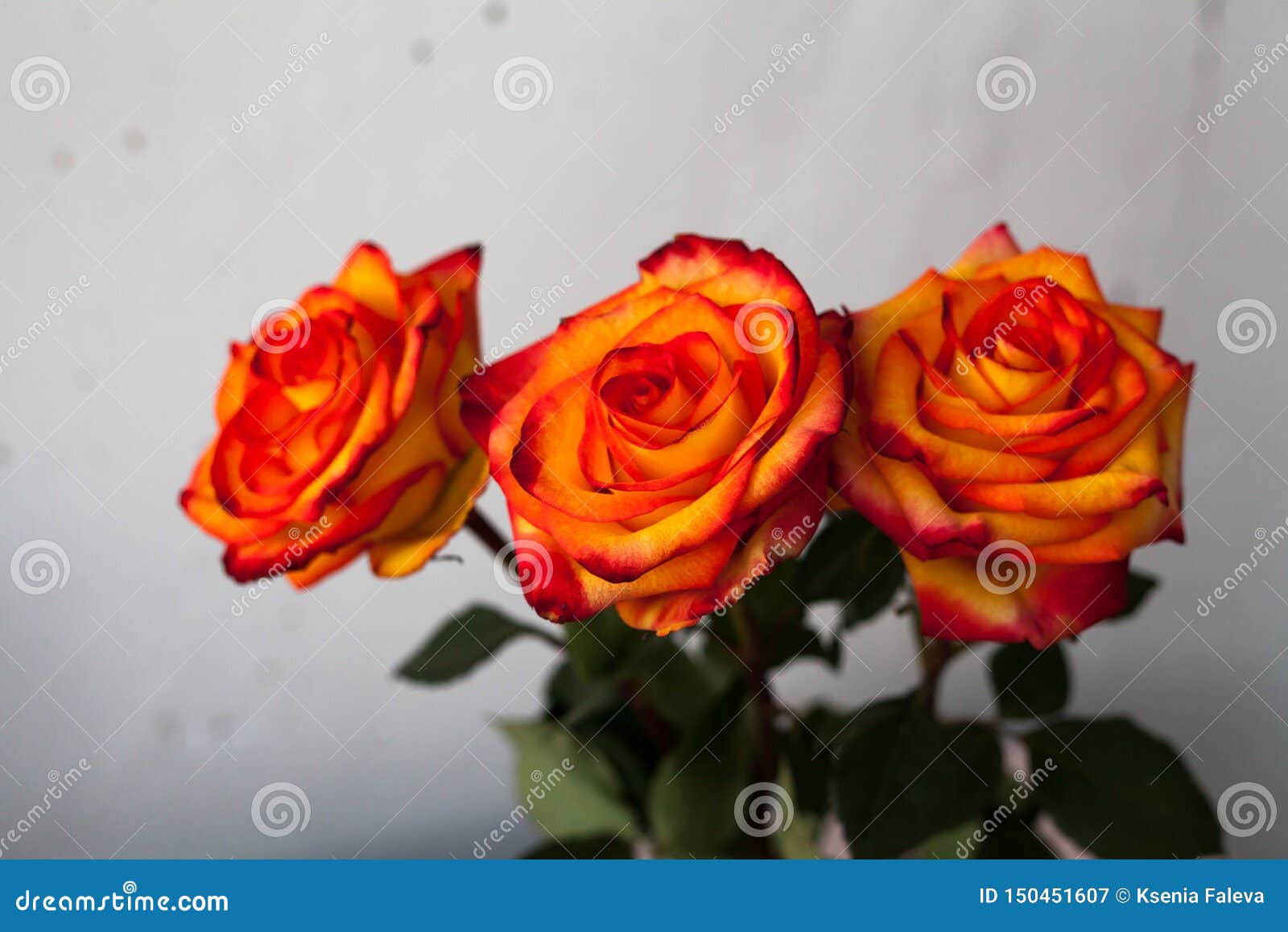 A Bouquet of Beautiful Fresh Bright Orange Roses with a Red Tinge Stock ...