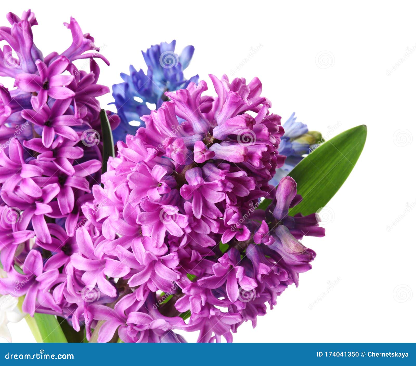Bouquet of Beautiful Hyacinth Flowers on Background. Springtime Stock ...