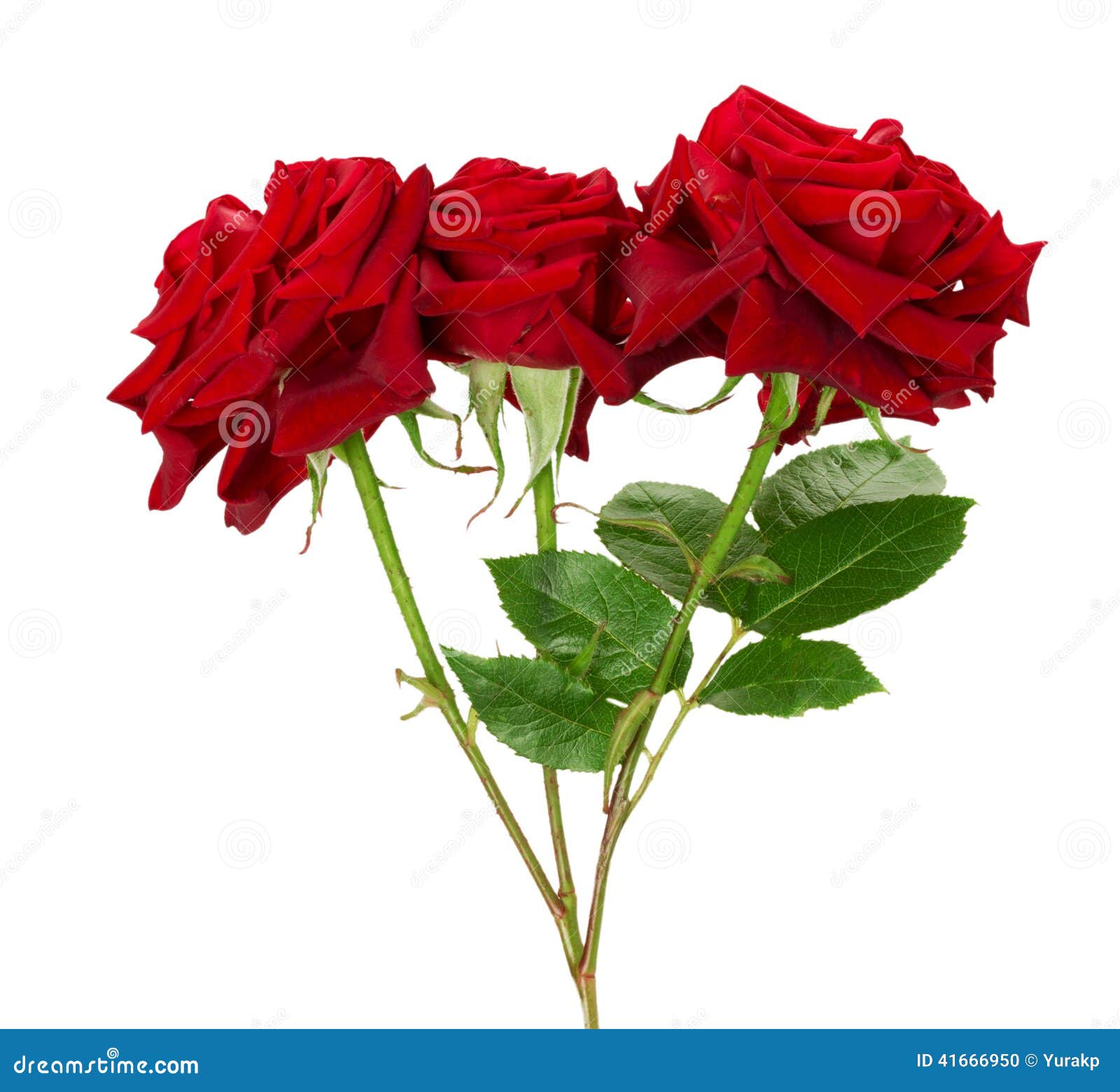 Bouquet of Beautiful Red Roses on the White Background Stock Photo ...