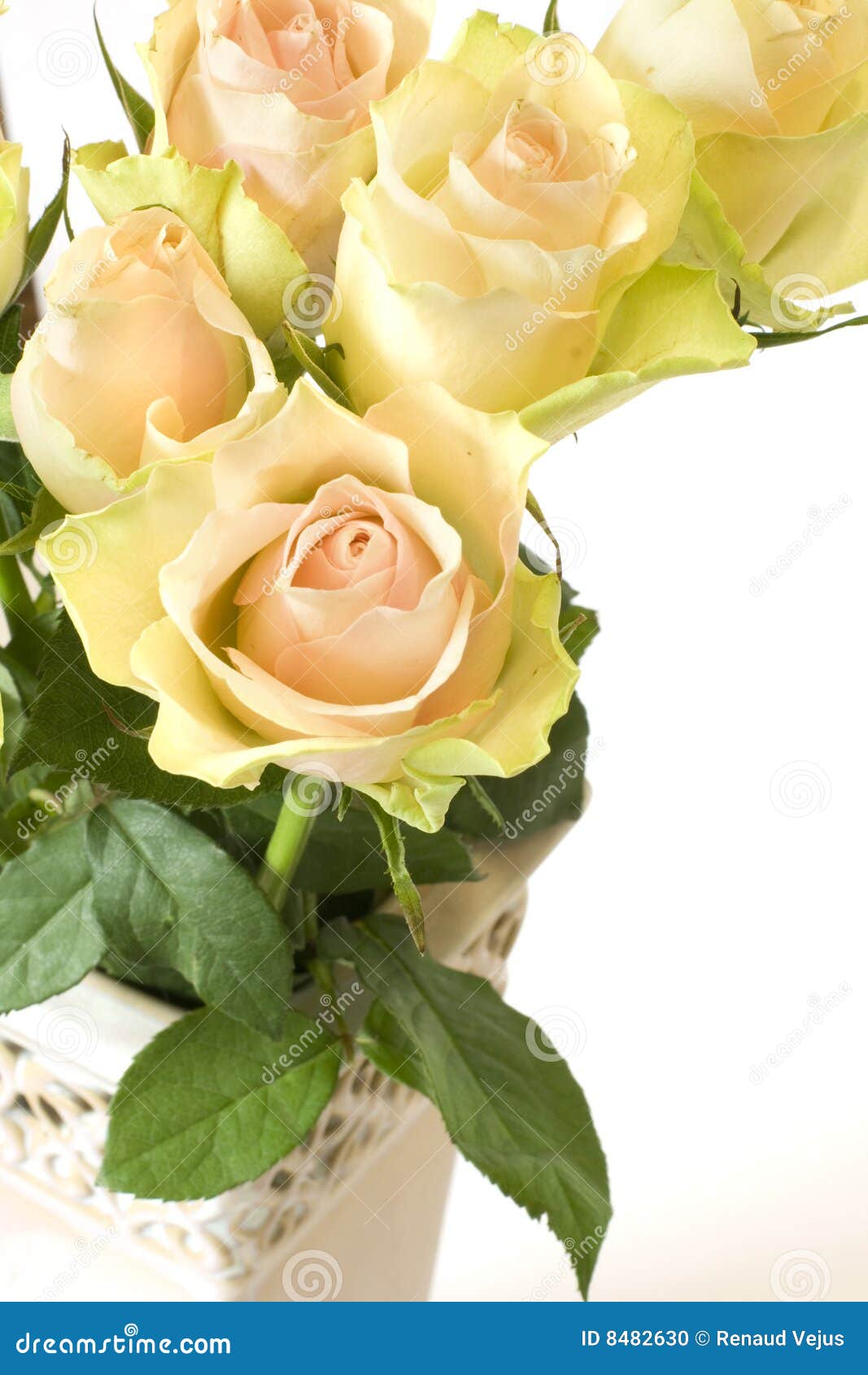 Bouquet of beautiful roses stock photo. Image of border - 8482630