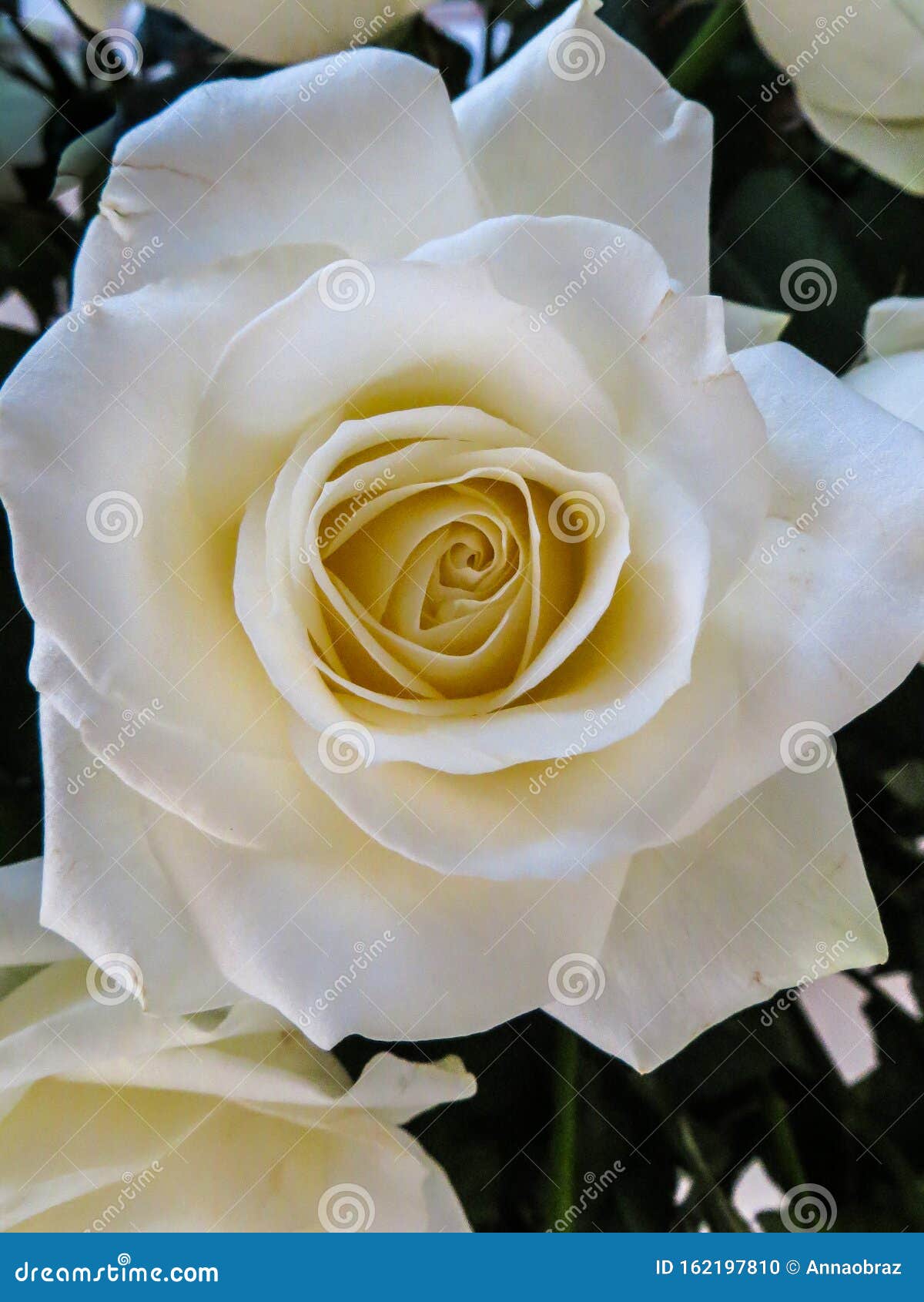 Bouquet of Beautiful Soft White Roses in a Vase Stock Photo - Image of ...