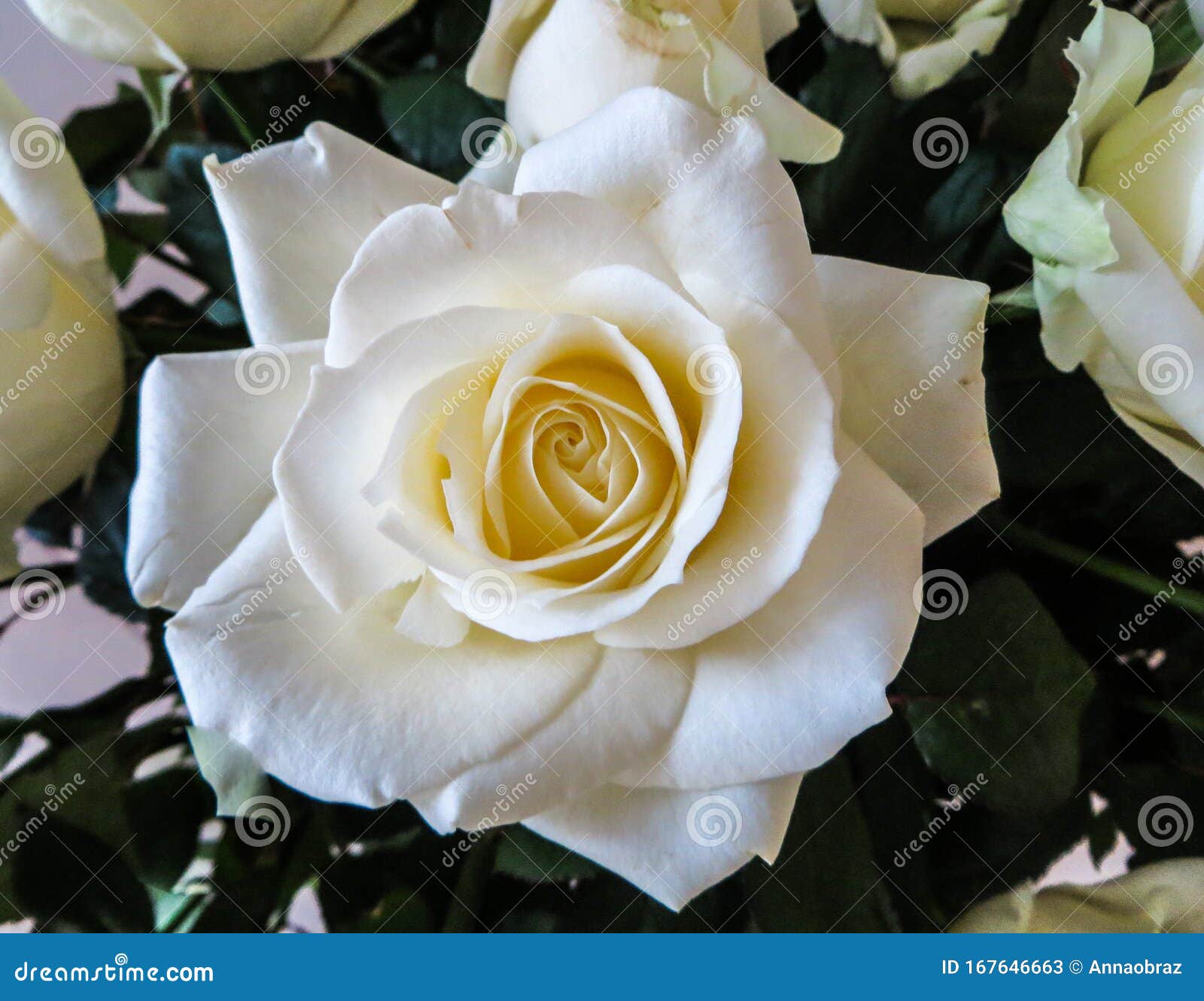 Bouquet of Beautiful Soft White Roses in a Vase Stock Image - Image of ...