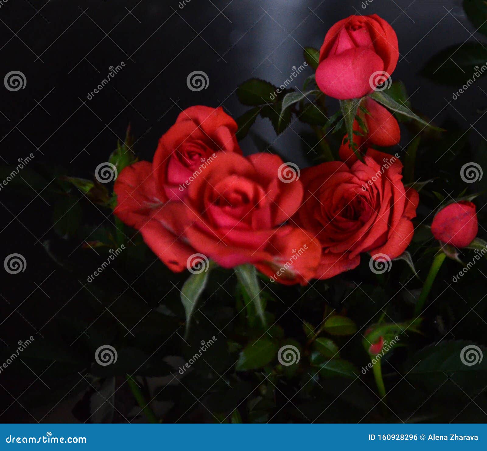 Bouquet of Beautiful Spray Roses Stock Photo - Image of closeup ...