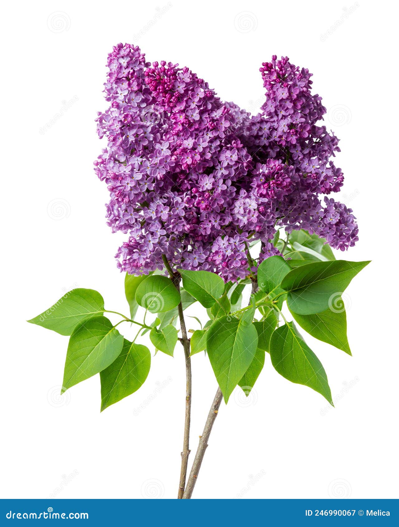 Bouquet of Beautiful Spring Flowers of Lilac Stock Image - Image of ...