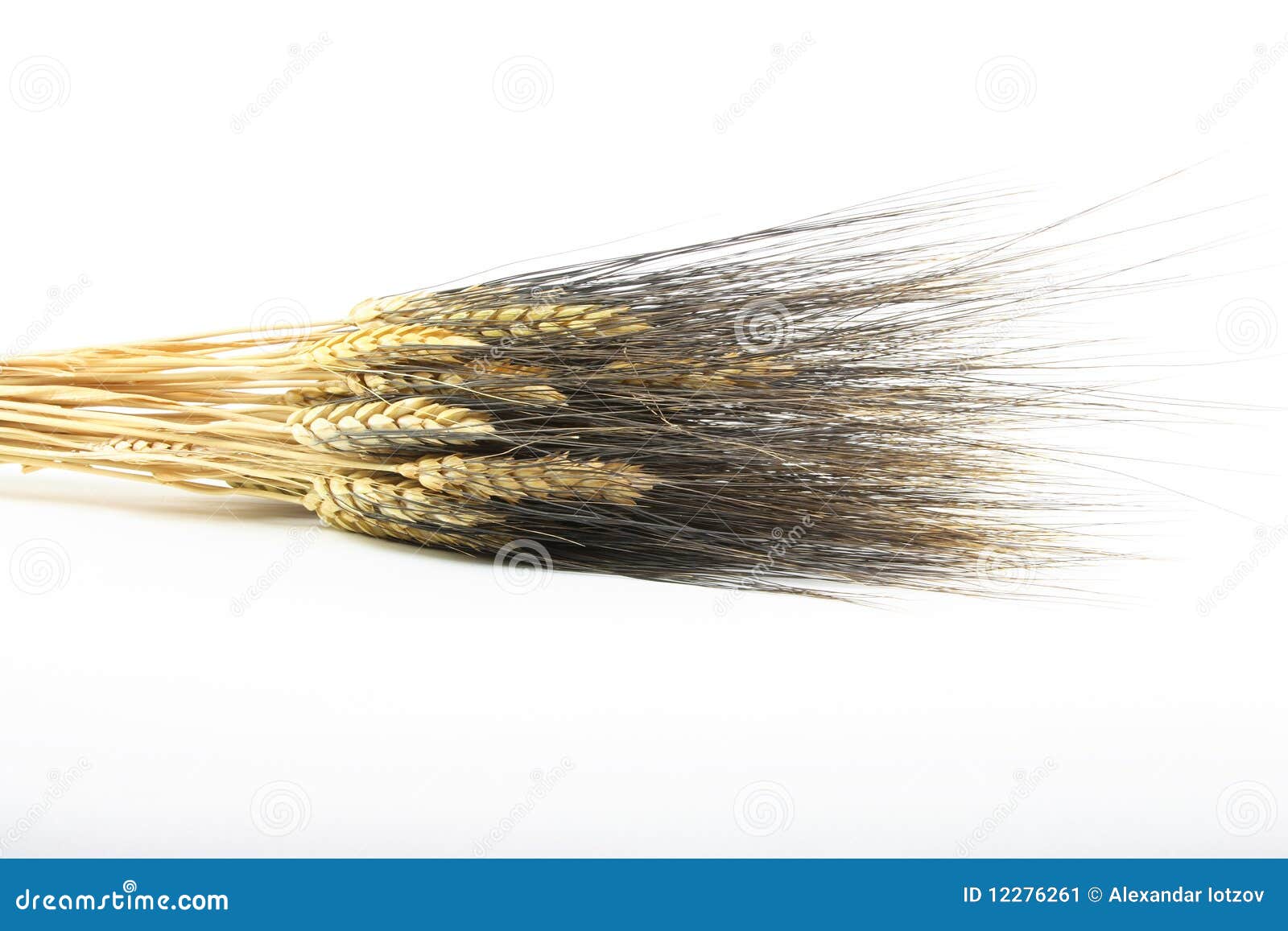 Bouquet of Blackbeard Wheat Stock Image - Image of black, colorful ...