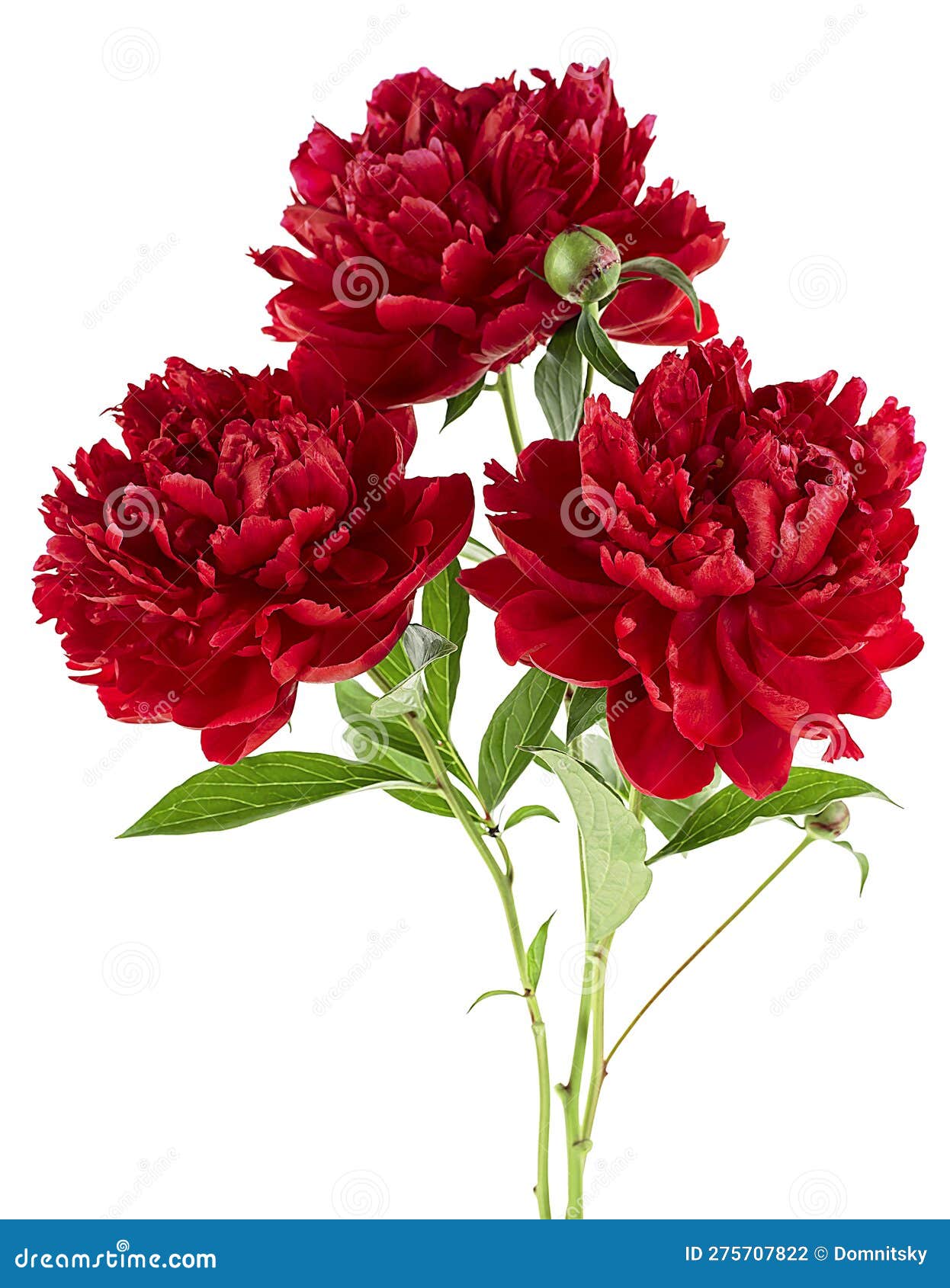 Bouquet of Blooming Red Peonies Isolated on White Background Stock ...