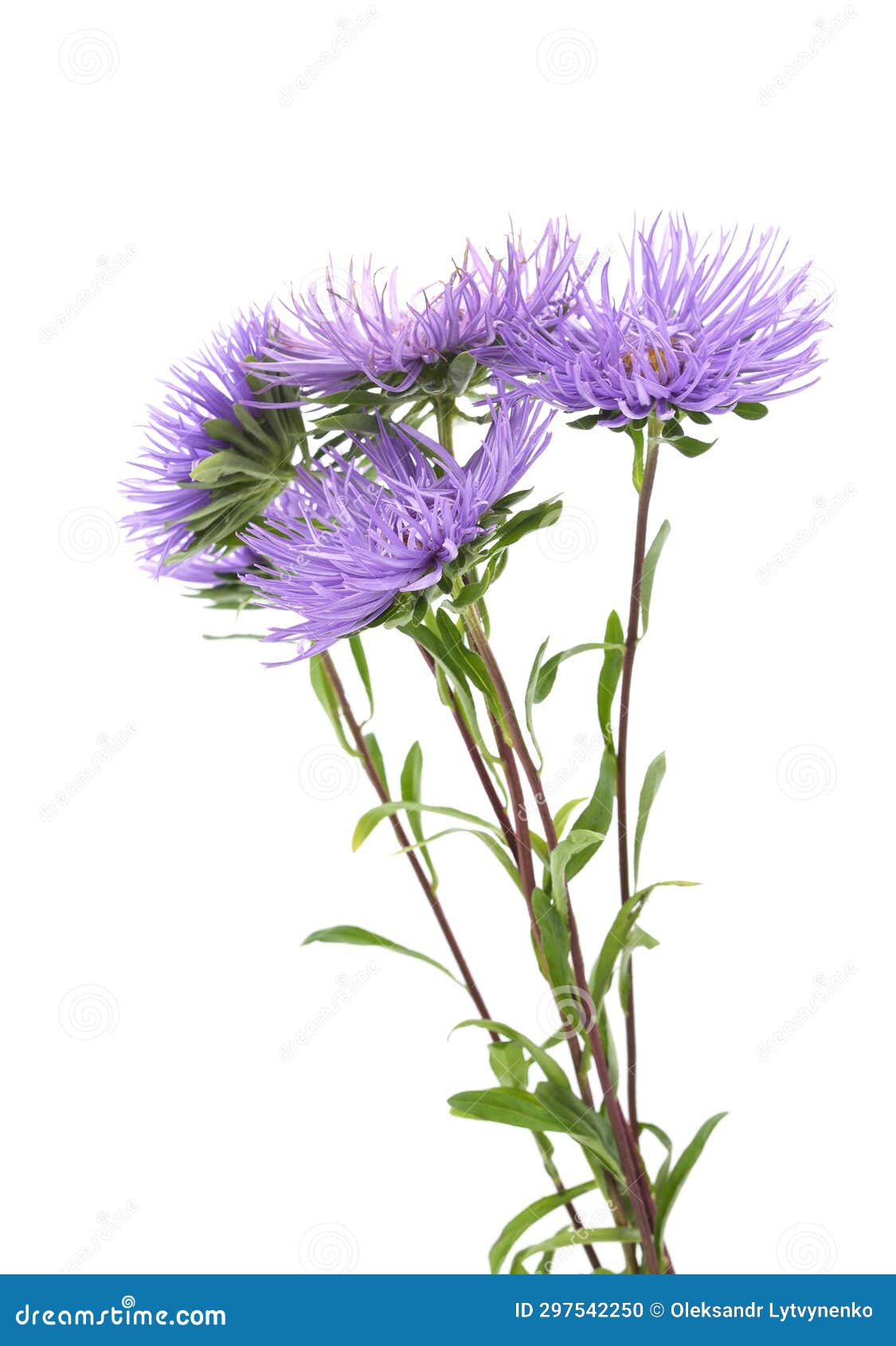 Bouquet of blue asters stock photo. Image of beauty - 297542250