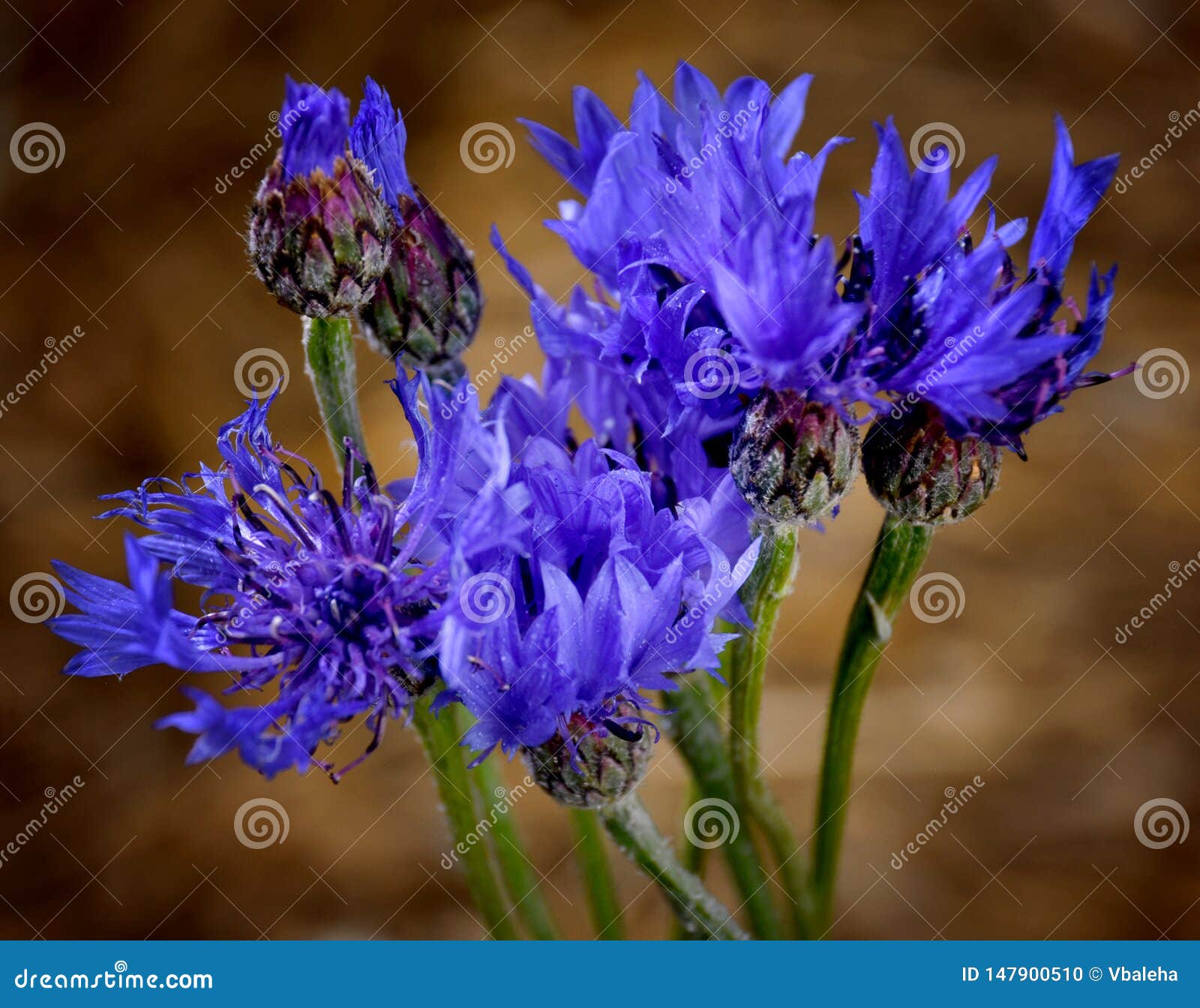 Bouquet of blue cornflower stock photo. Image of natural - 147900510
