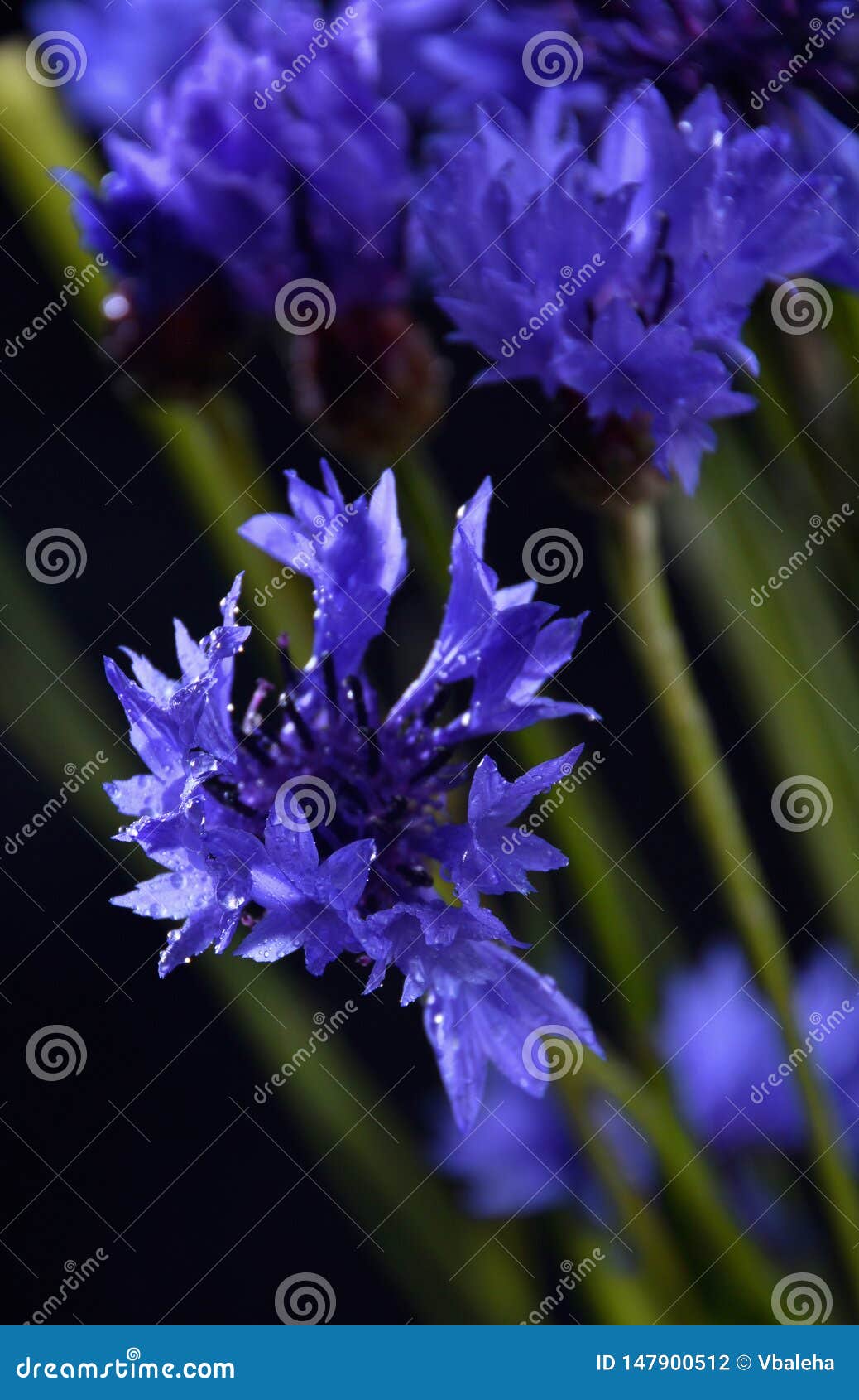 Bouquet of blue cornflower stock photo. Image of blurred - 147900512