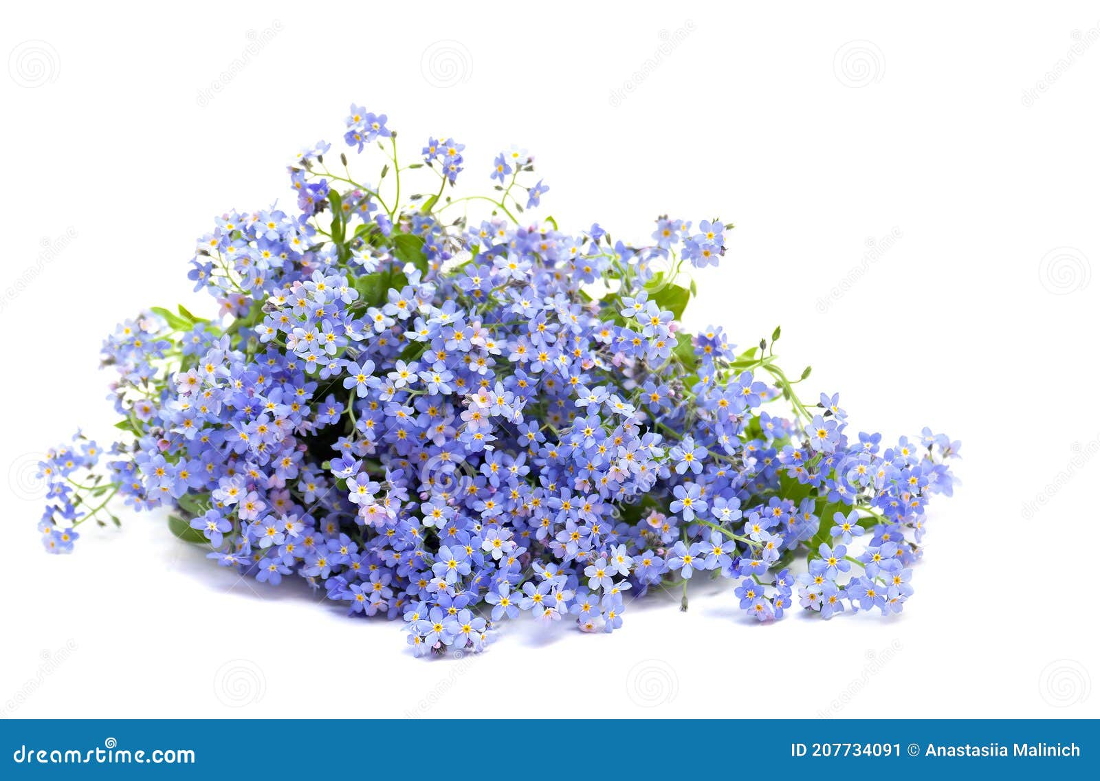 Bouquet of Blue Flowers Forget-me-not on White Background Stock Image ...