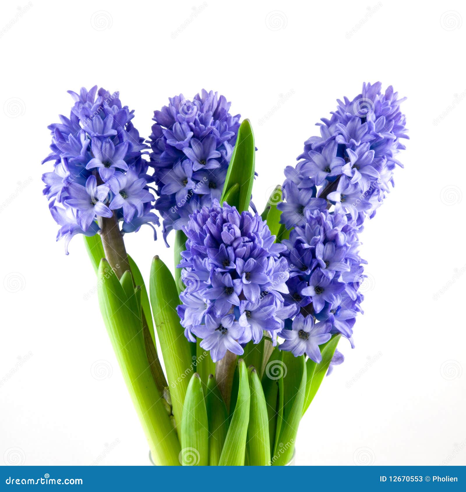 Bouquet blue hyacinth stock image. Image of bouquet, flowering - 12670553