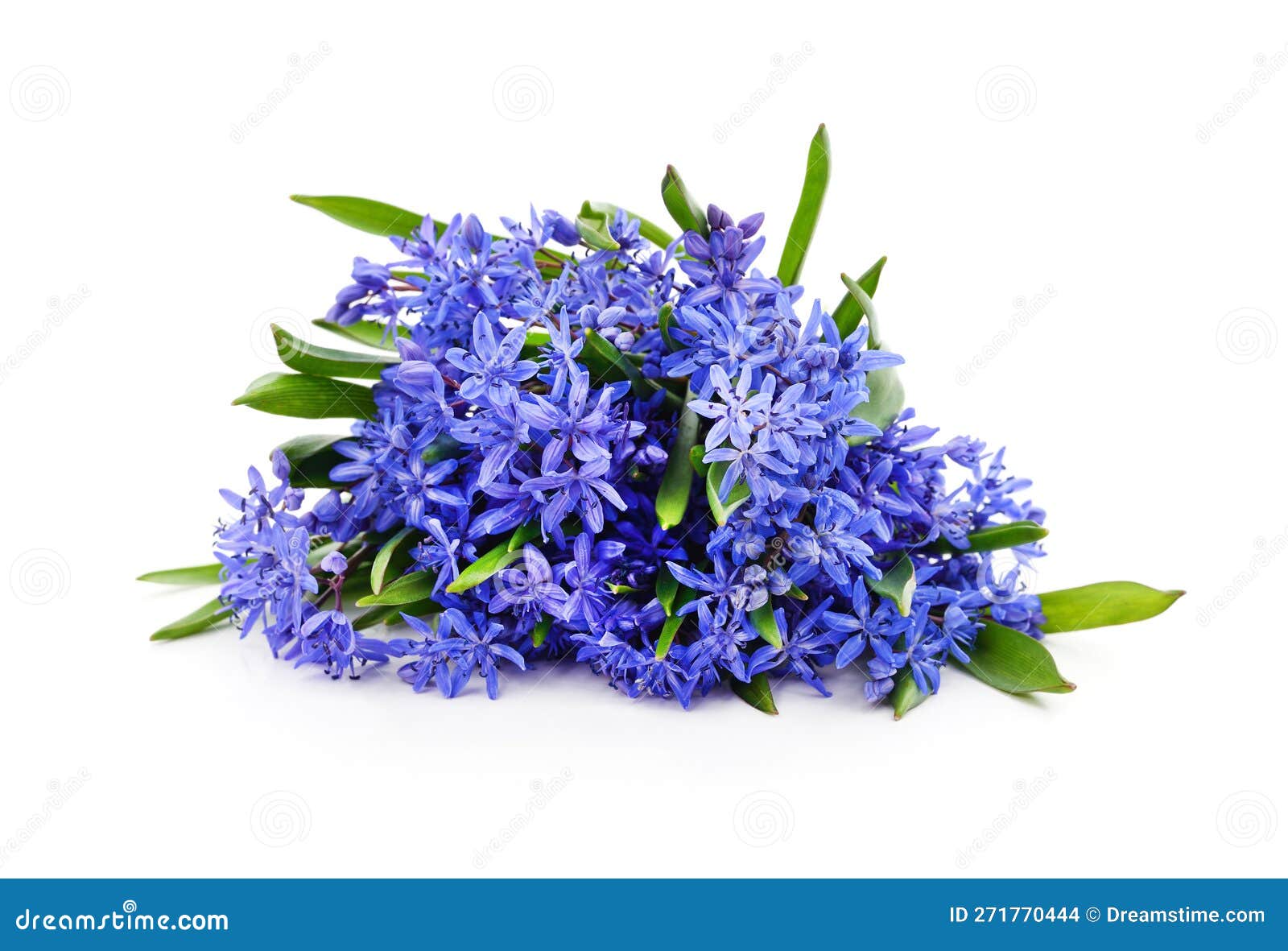 Bouquet of blue primrose stock photo. Image of nature - 271770444