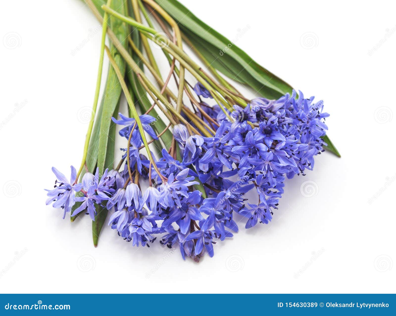 Bouquet of blue primrose stock image. Image of primrose - 154630389