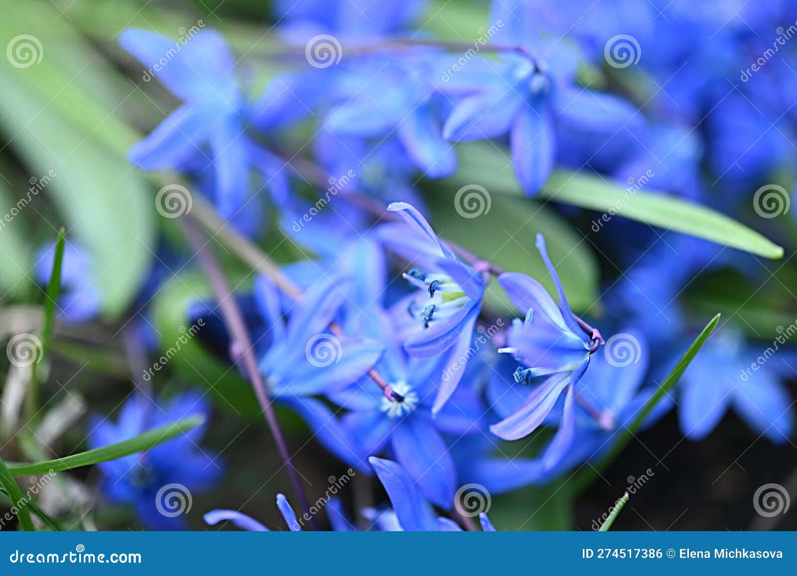 Bouquet of Blue Snowdrops. Spring Symbol. Primrose. Stock Photo - Image ...