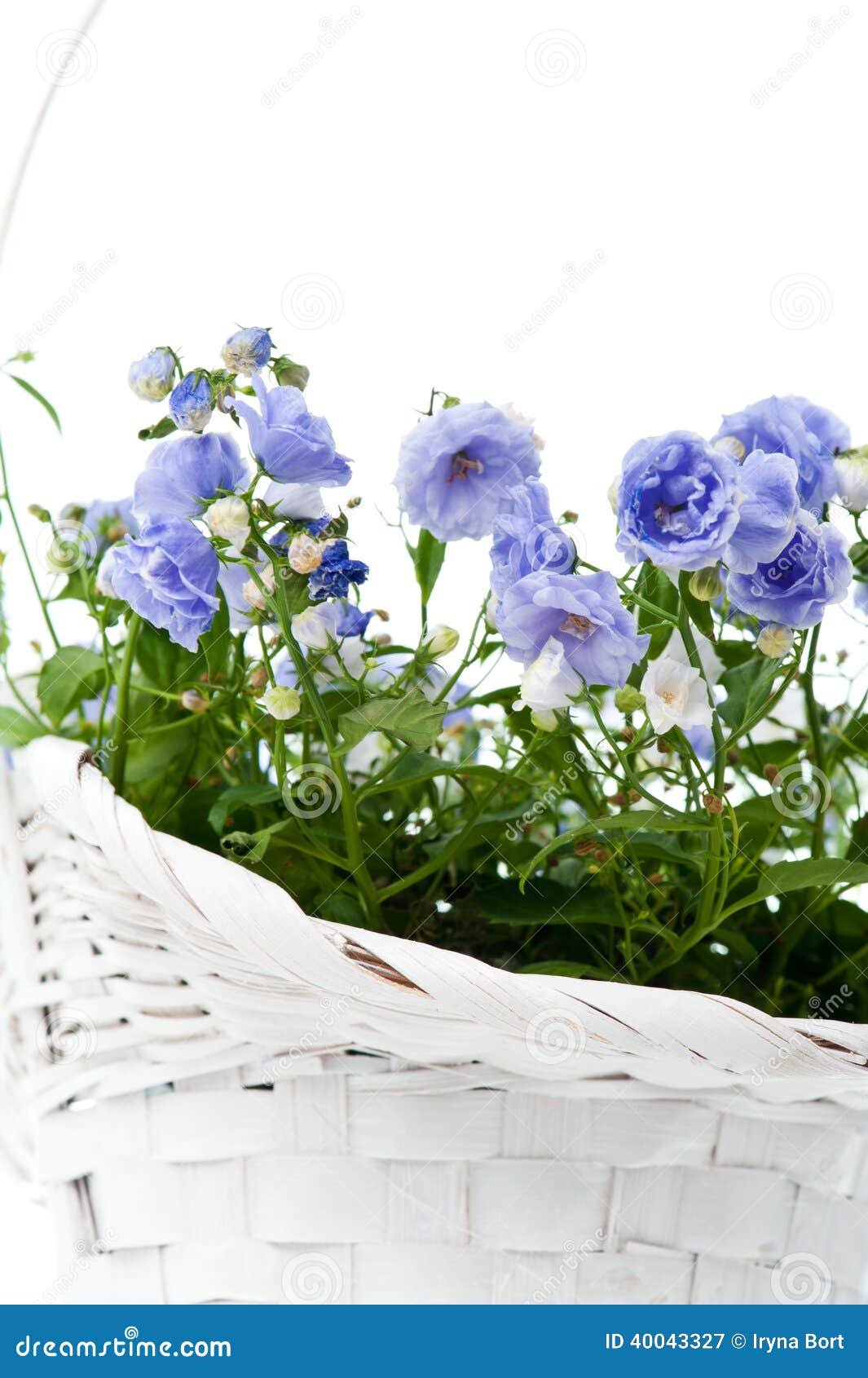 Bouquet of Blue Spring Flowers in White Basket Stock Image - Image of ...