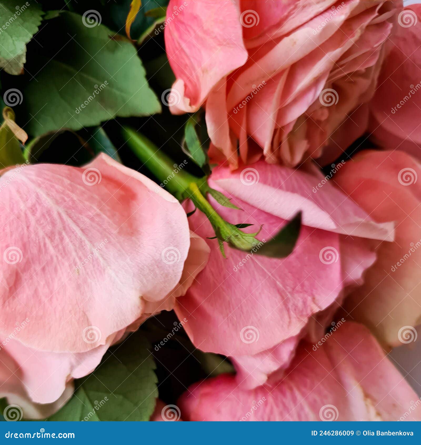 Bouquet of Bright Pink Roses Stock Image - Image of pink, plant: 246286009