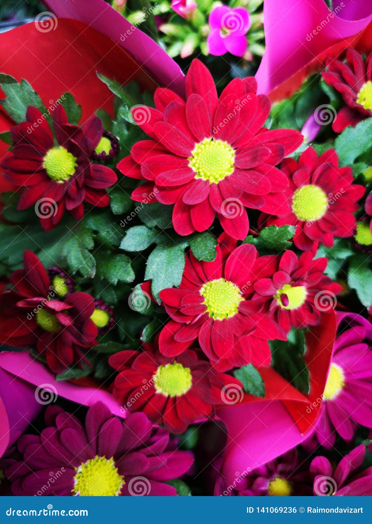 Bright red flower blossom stock photo. Image of flower - 141069236