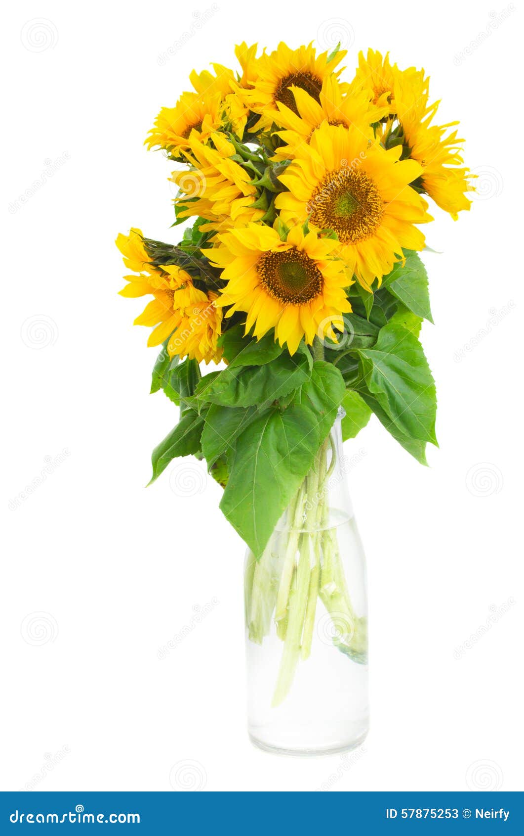 Bouquet of Bright Sunflowers Stock Image - Image of common, flower ...
