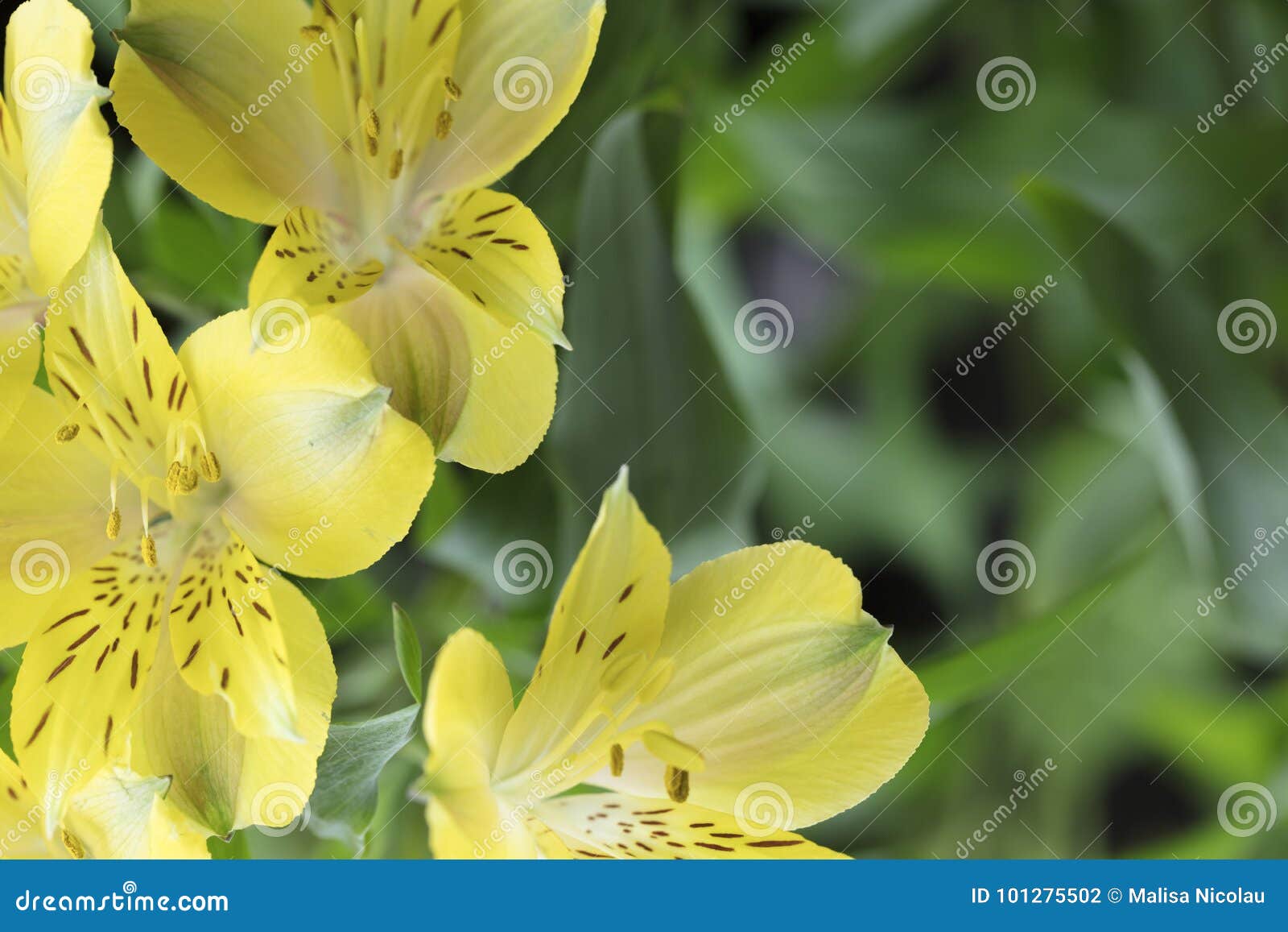 Bouquet of Bright Yellow Peruvian Lilies Stock Photo - Image of lillies ...