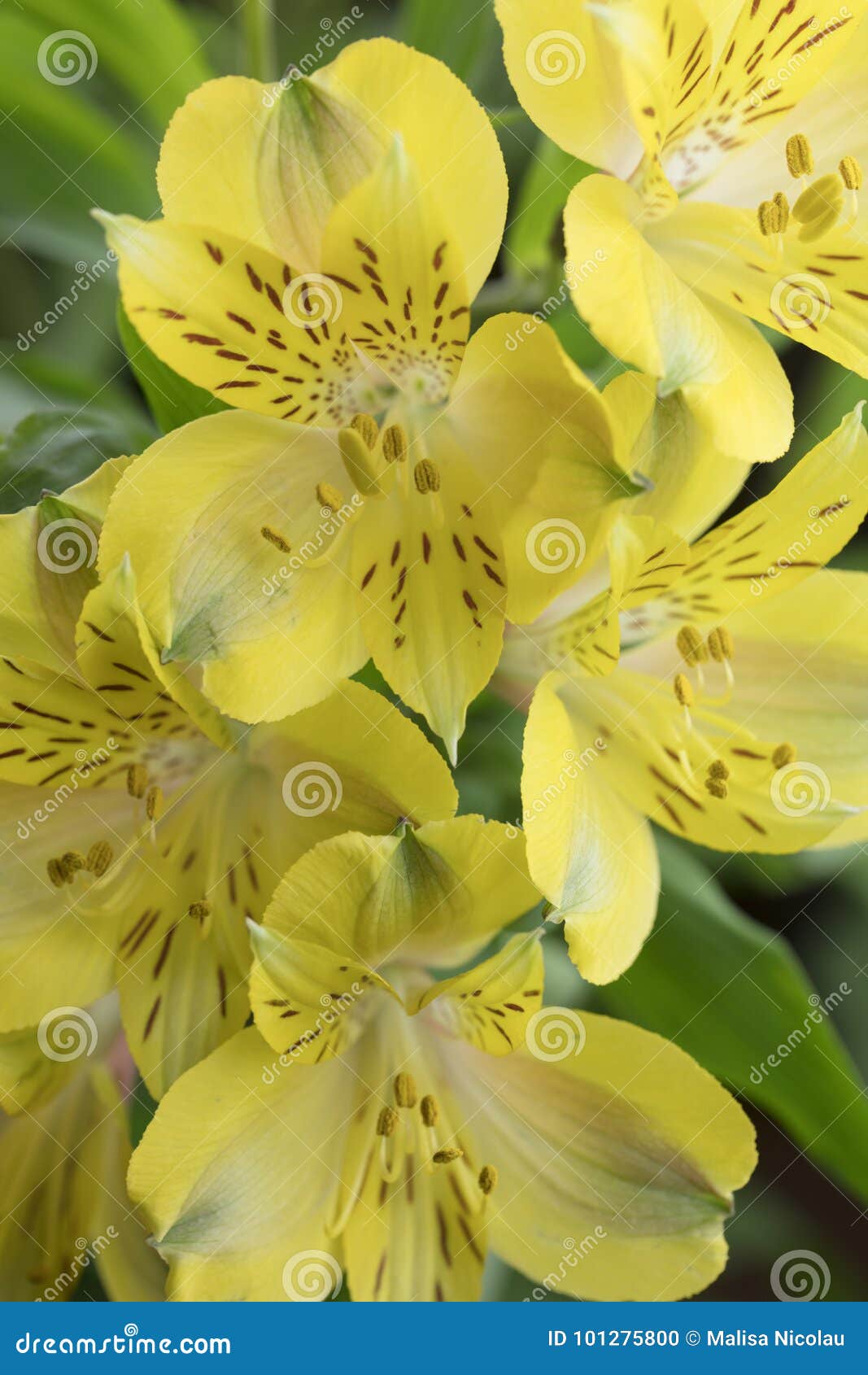Bouquet of Bright Yellow Peruvian Lilies Stock Photo - Image of ...