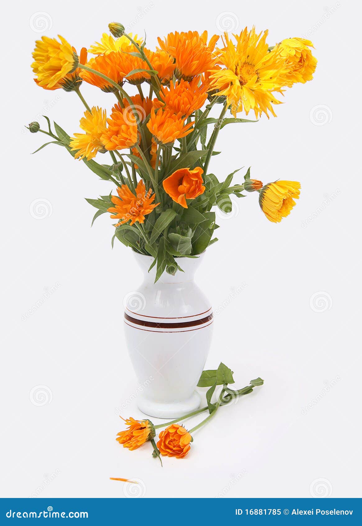 Bouquet Of Calendula Flowers In A White Vase Stock Image - Image: 16881785