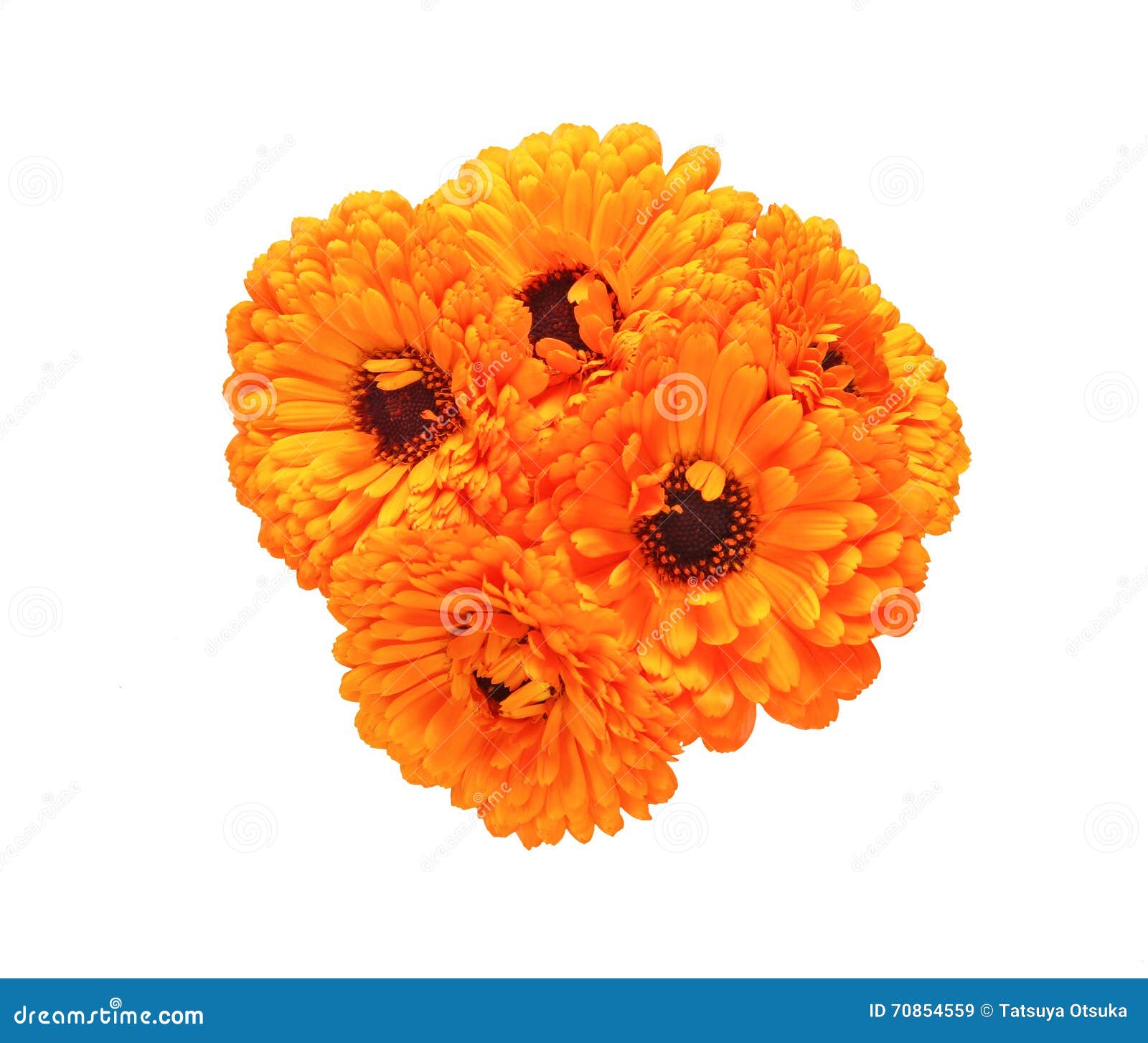 Bouquet of calendula stock image. Image of vivid, studio - 70854559