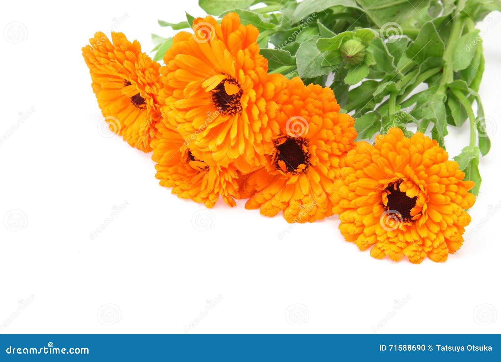 Bouquet of calendula stock photo. Image of calendula - 71588690