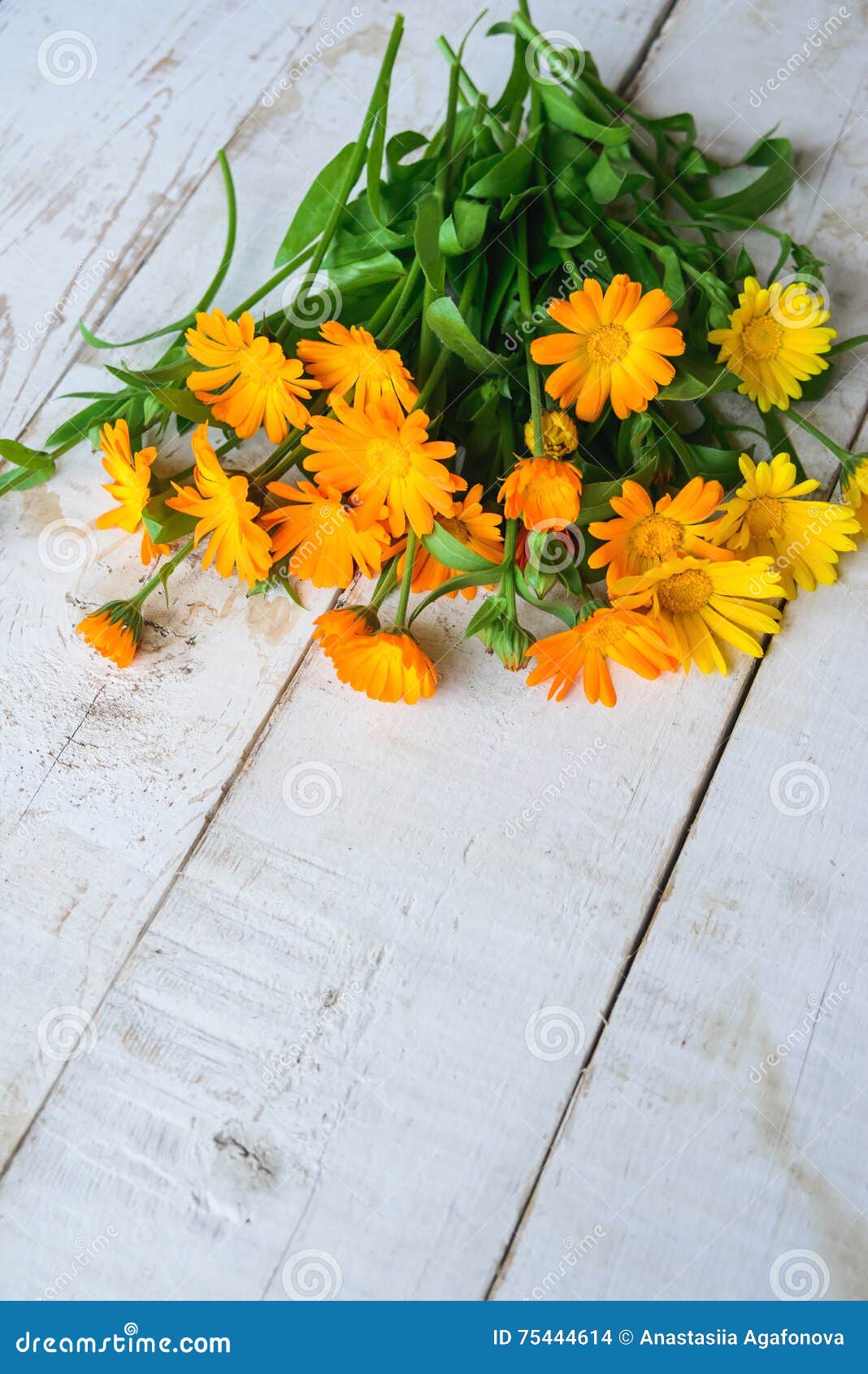 Bouquet of calendula stock photo. Image of bouquet, beauty - 75444614