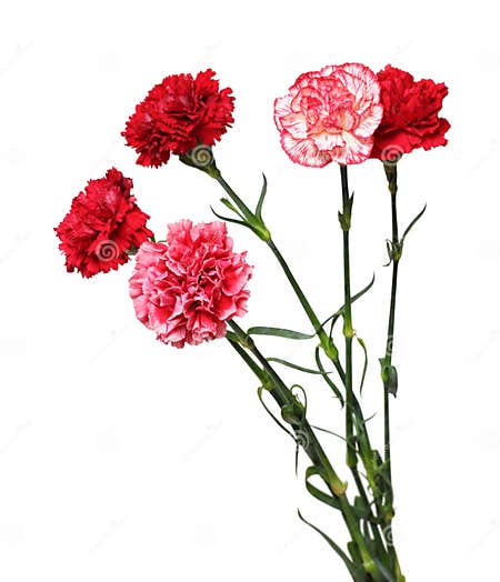 Bouquet of Carnation Flowers Stock Image - Image of beautiful, romance ...