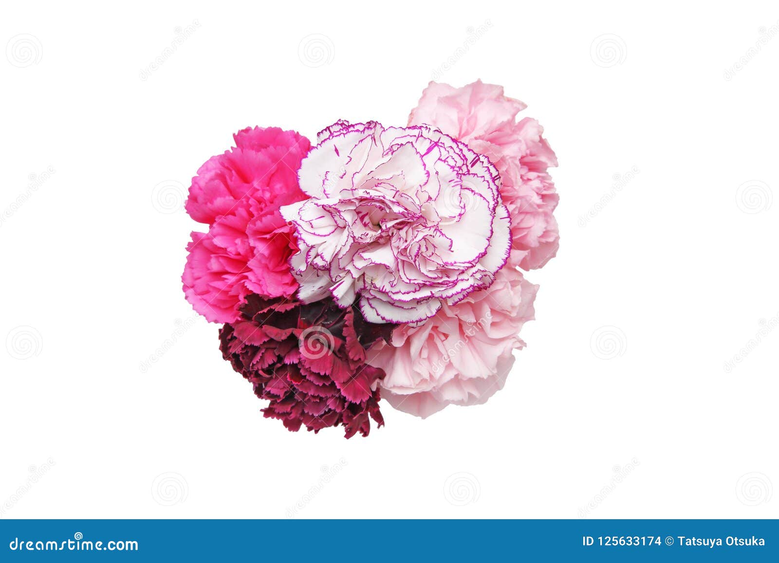 Bouquet of Carnation in a White Background Stock Photo - Image of ...