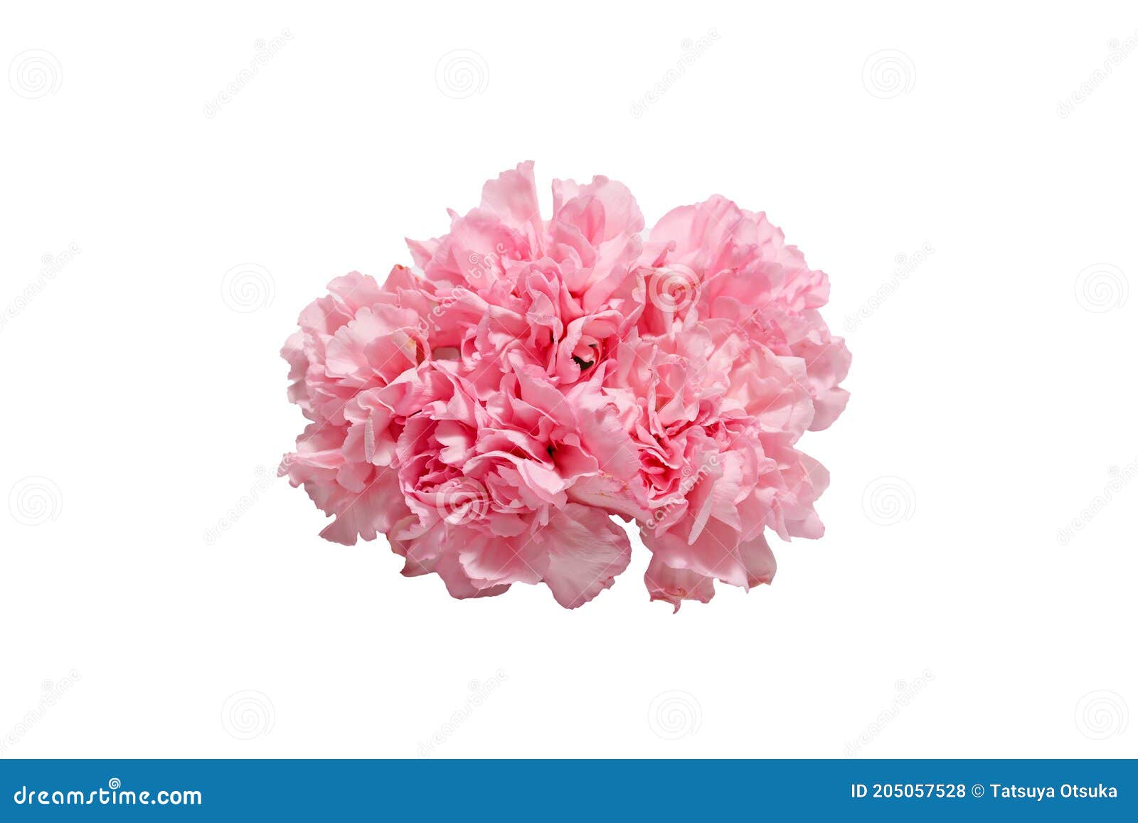 Bouquet of Carnation in a White Background Stock Photo - Image of pink ...