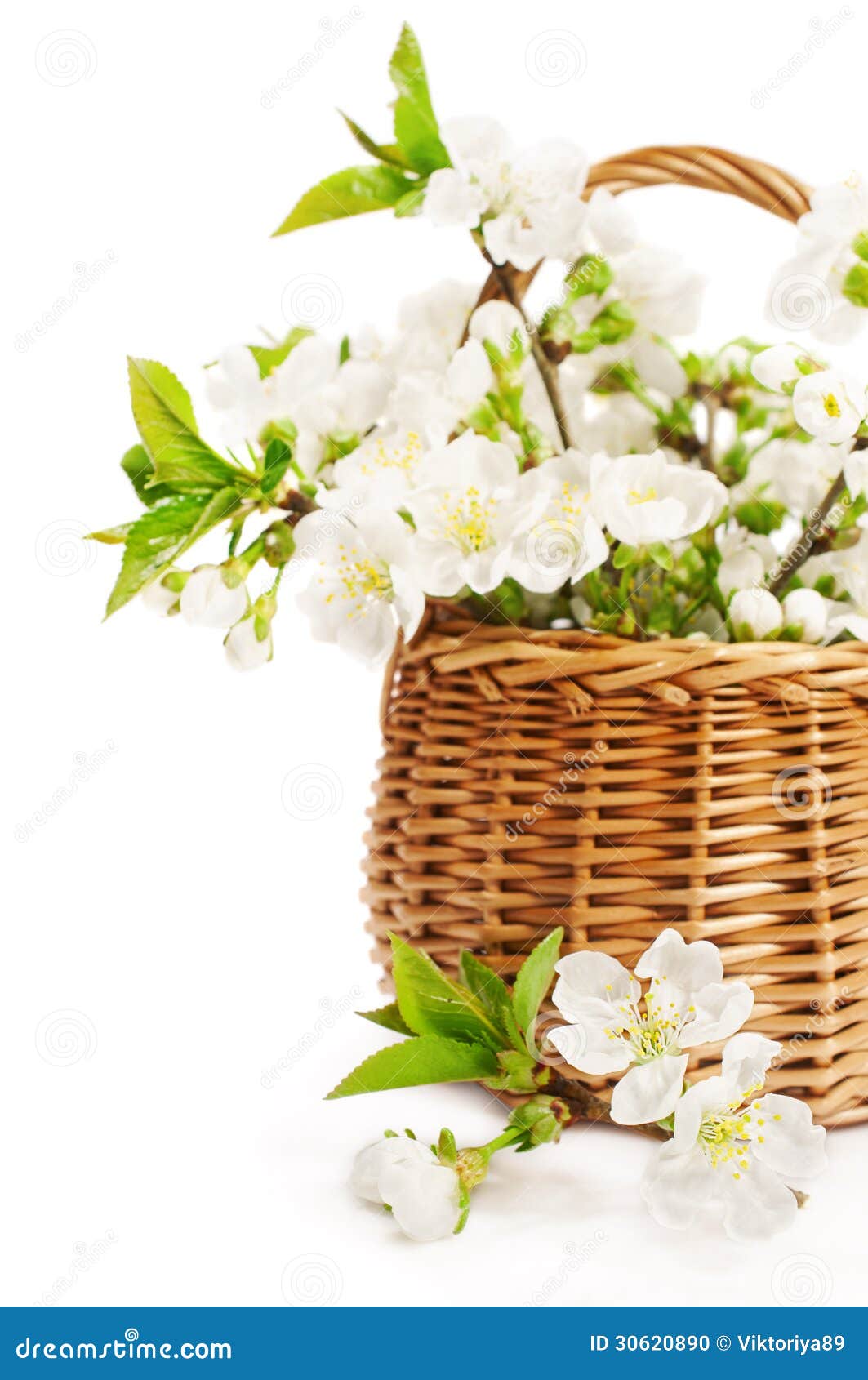 Bouquet of Cherry Blossom in a Basket Stock Photo - Image of bunch ...