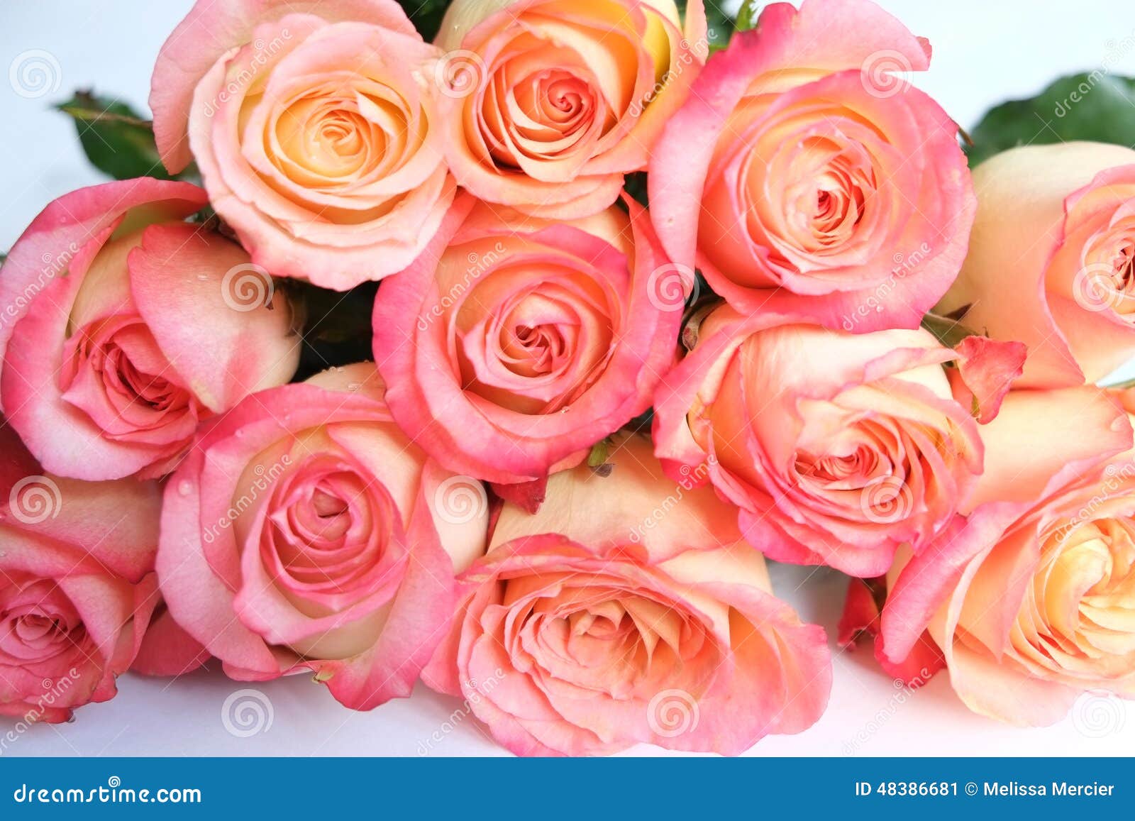 Bouquet of coral roses stock image. Image of floret, orange - 48386681