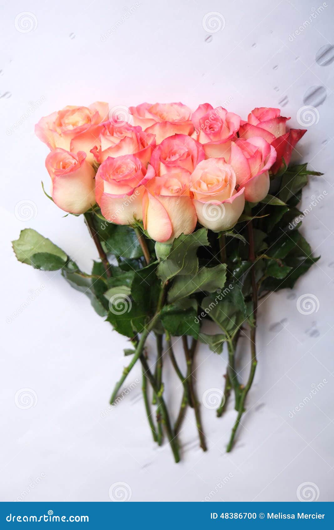 Bouquet of coral roses stock photo. Image of passion - 48386700