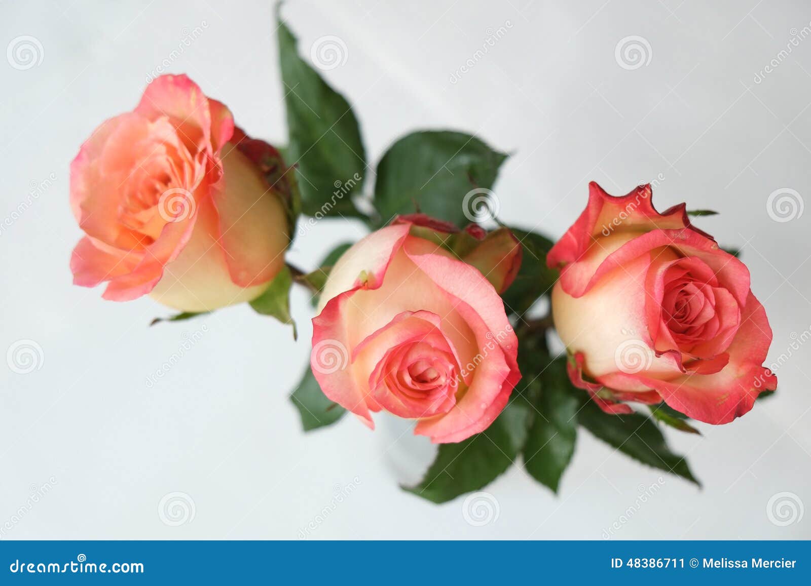 Bouquet of coral roses stock image. Image of coral, colour - 48386711