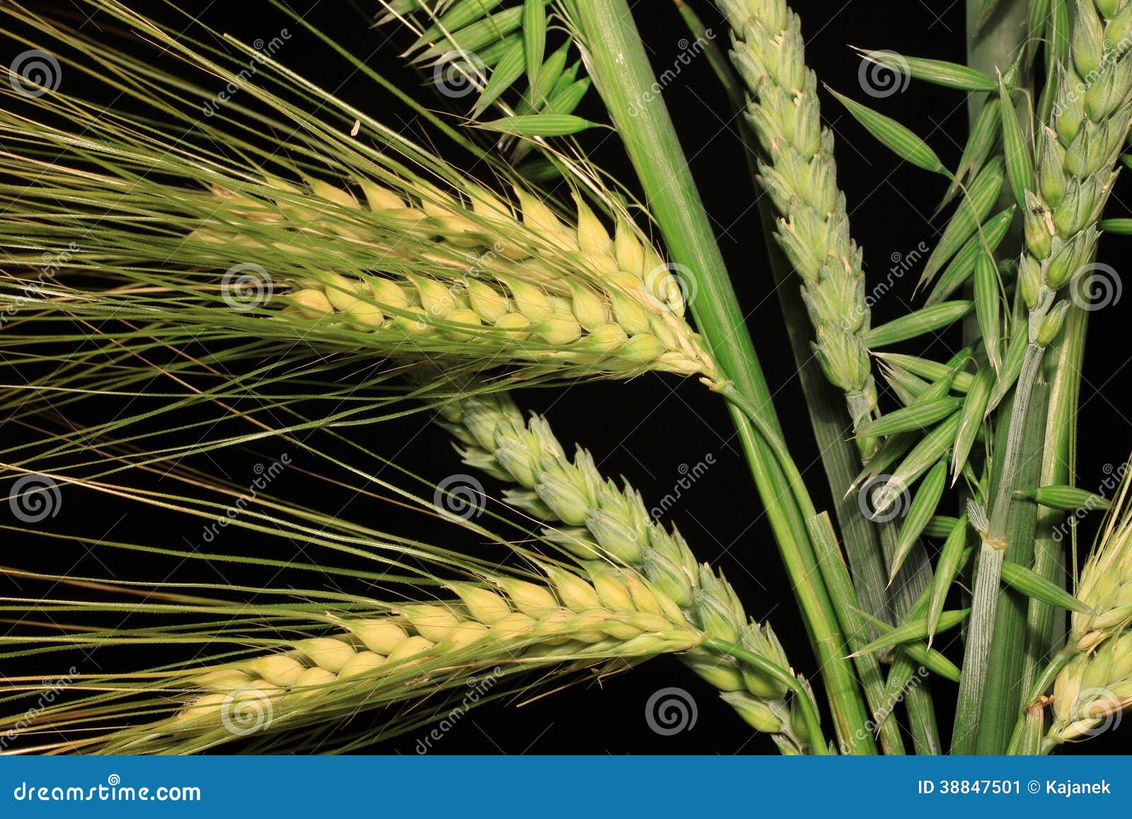 Bouquet of Corn Spikes on the Black Background Stock Image - Image of ...