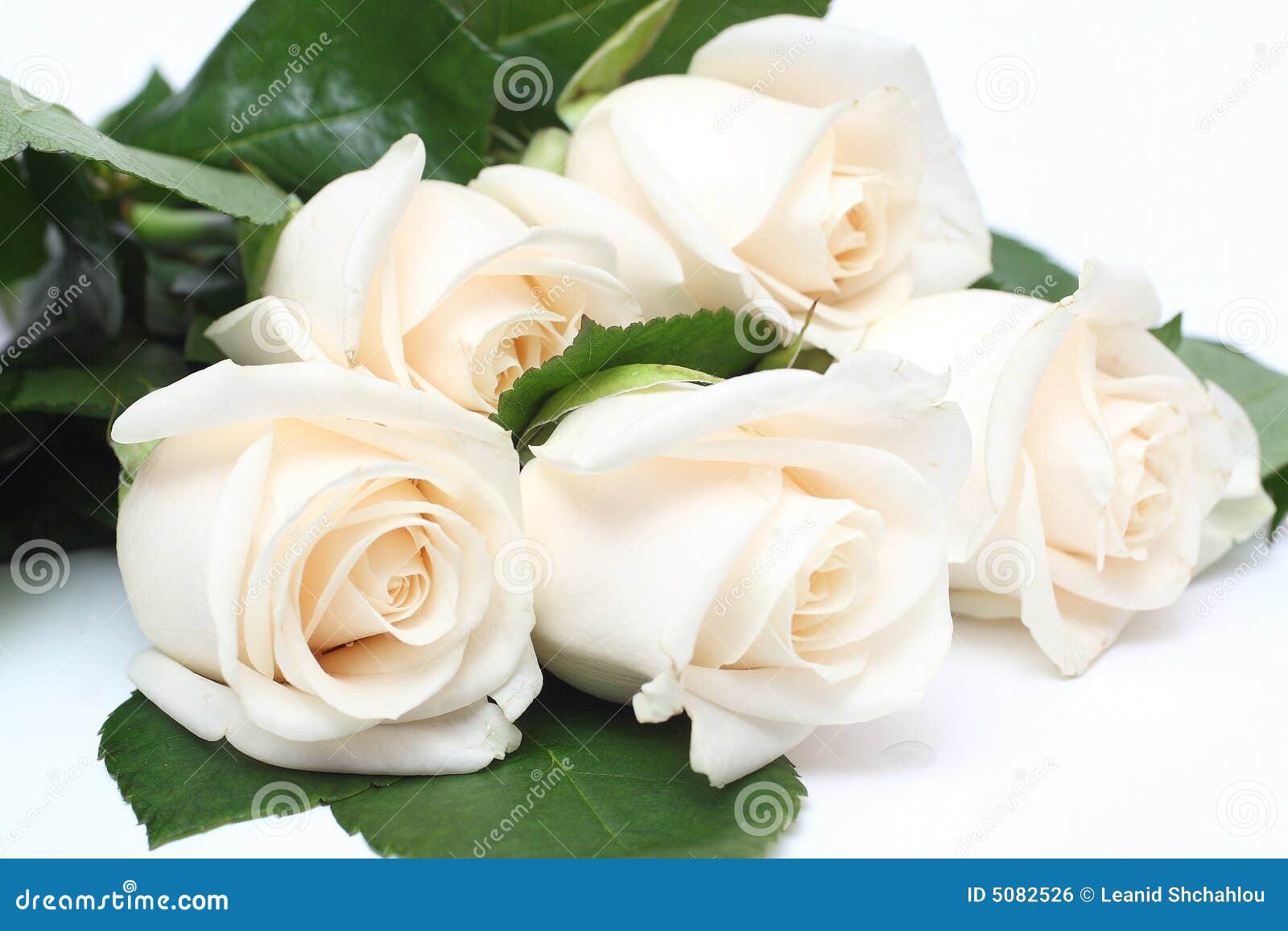 Bouquet of cream roses stock photo. Image of plant, bunch - 5082526