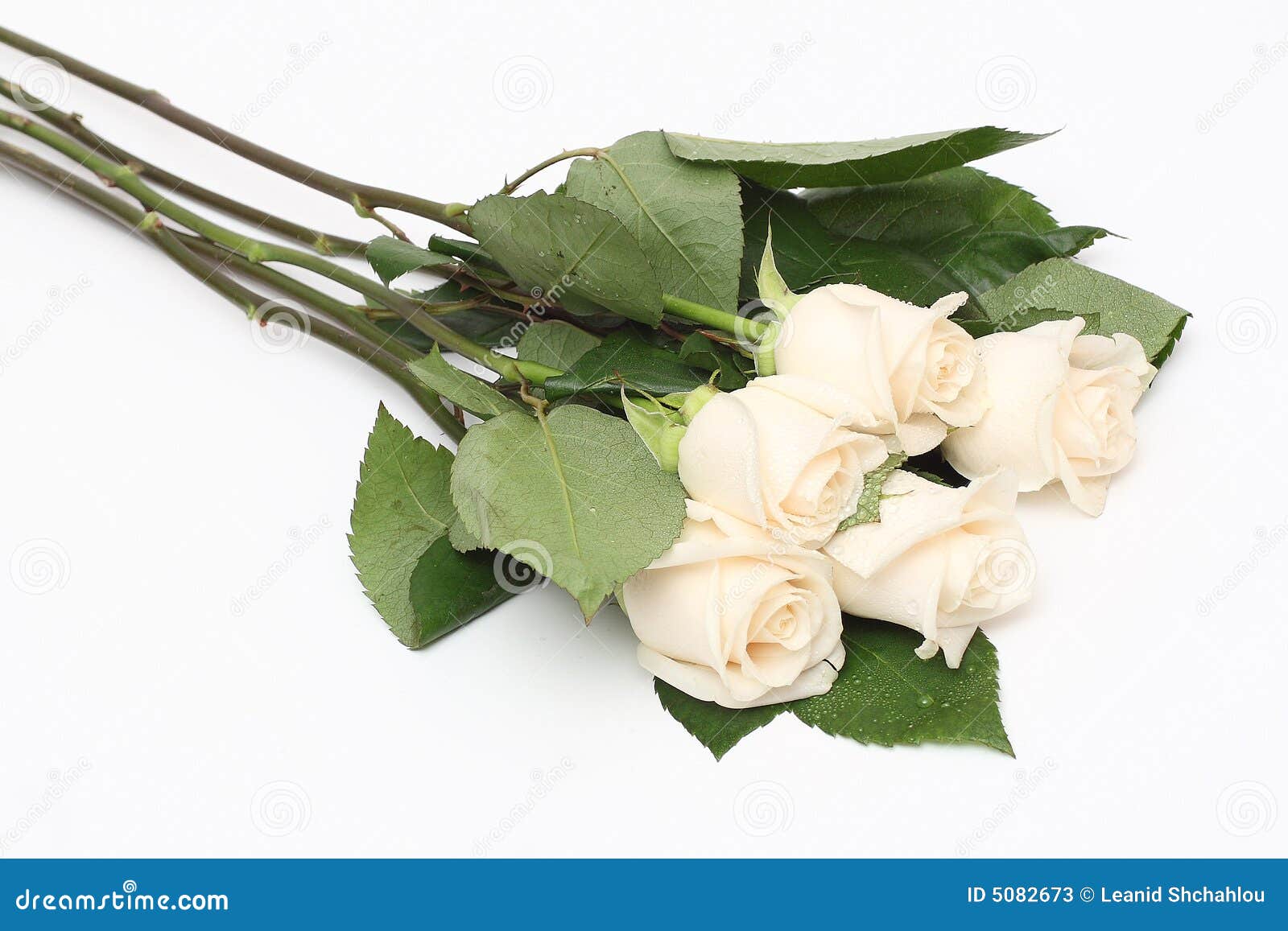 Bouquet of cream roses stock image. Image of roses, perfection - 5082673