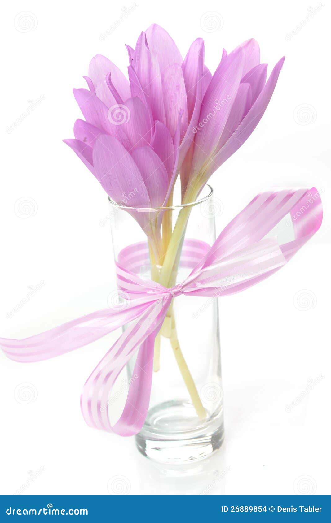 Bouquet of crocus stock photo. Image of isolated, spring - 26889854